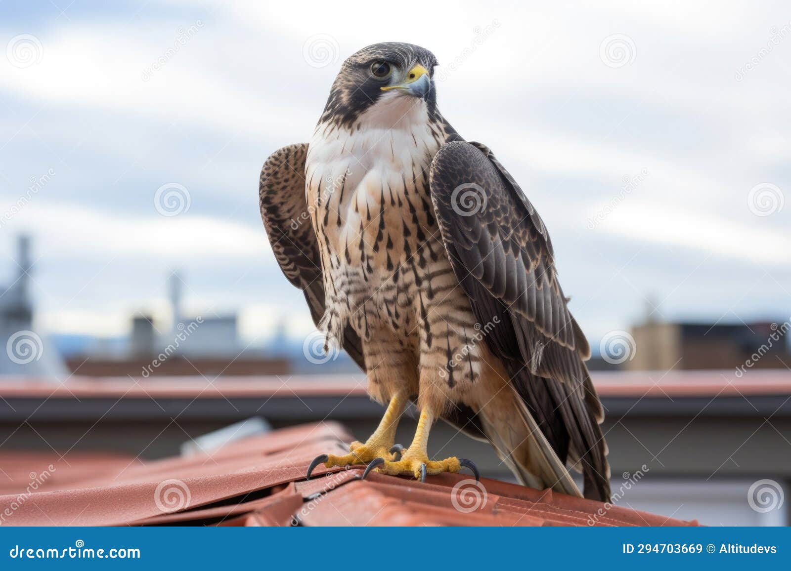 A Falcon, with Wings Folded, Perched on a City Rooftop Stock Image ...