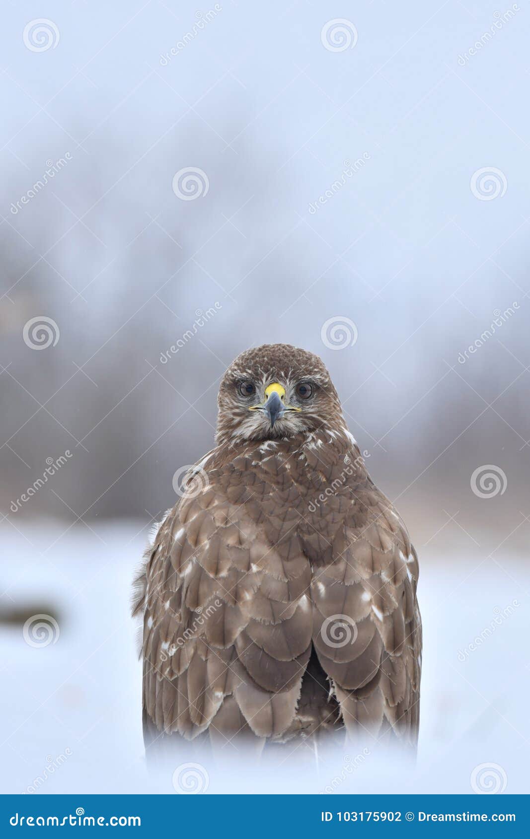 Falcon in winter stock photo. Image of brown, wild, front - 103175902
