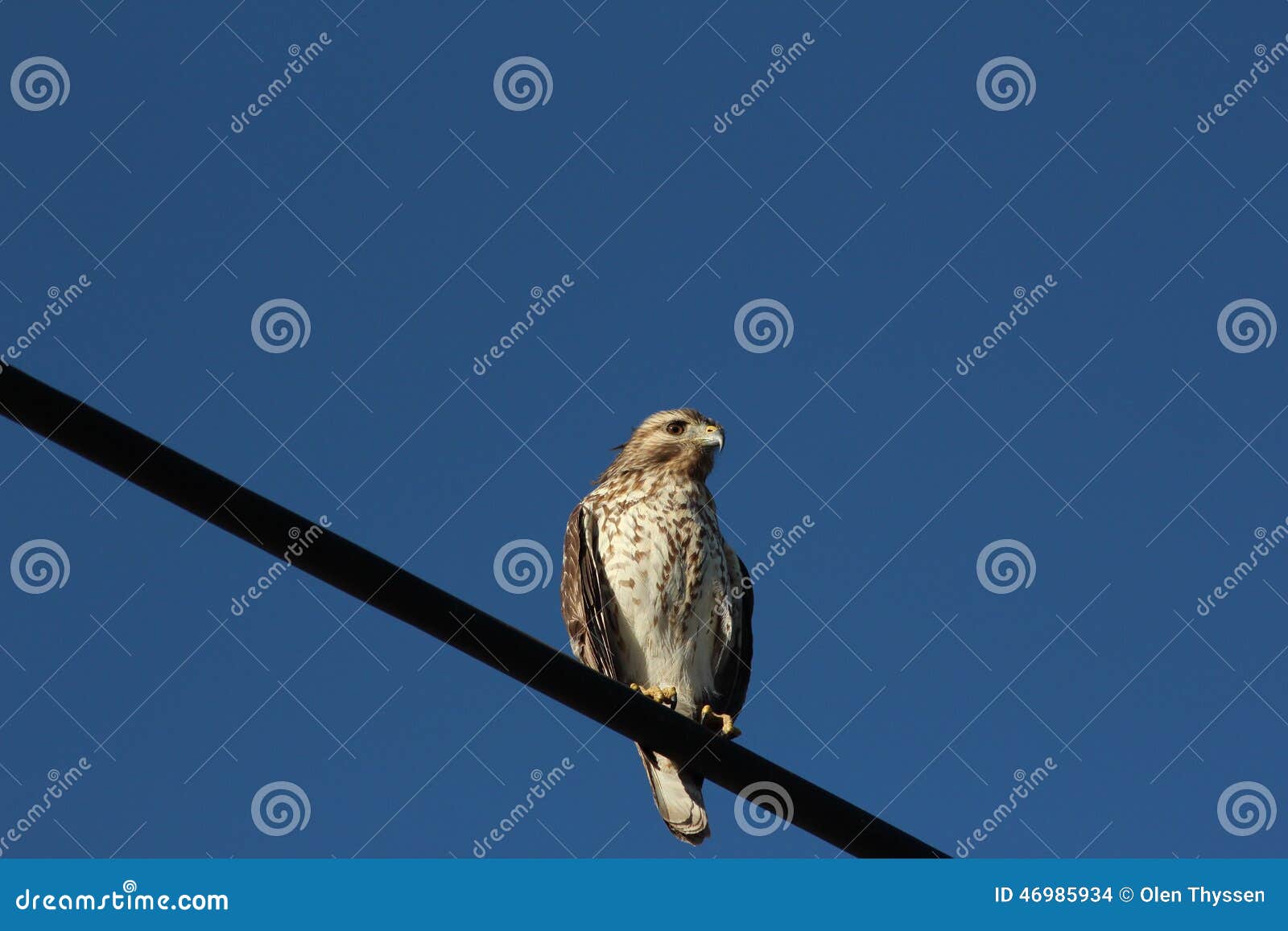 Falcon on wire stock photo. Image of falcon, wire, bird - 46985934