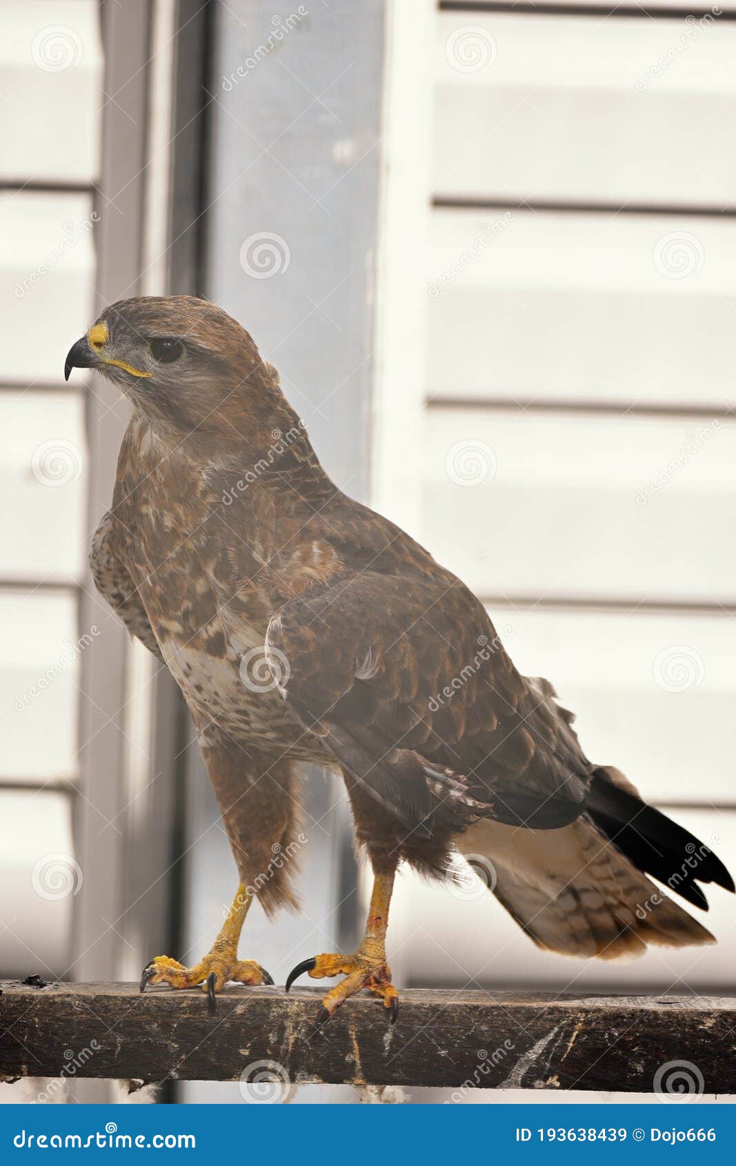 Falcon at the Zoo in a Cage Stock Image - Image of birds, captive ...