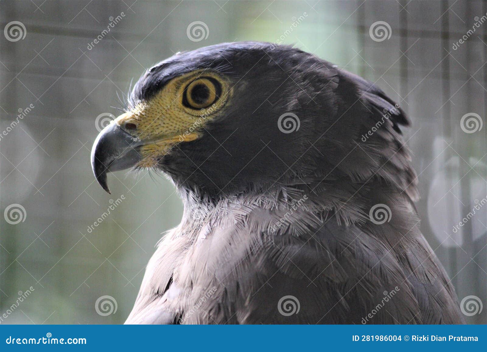 Falcon in the zoo stock photo. Image of birds, freedom - 281986004