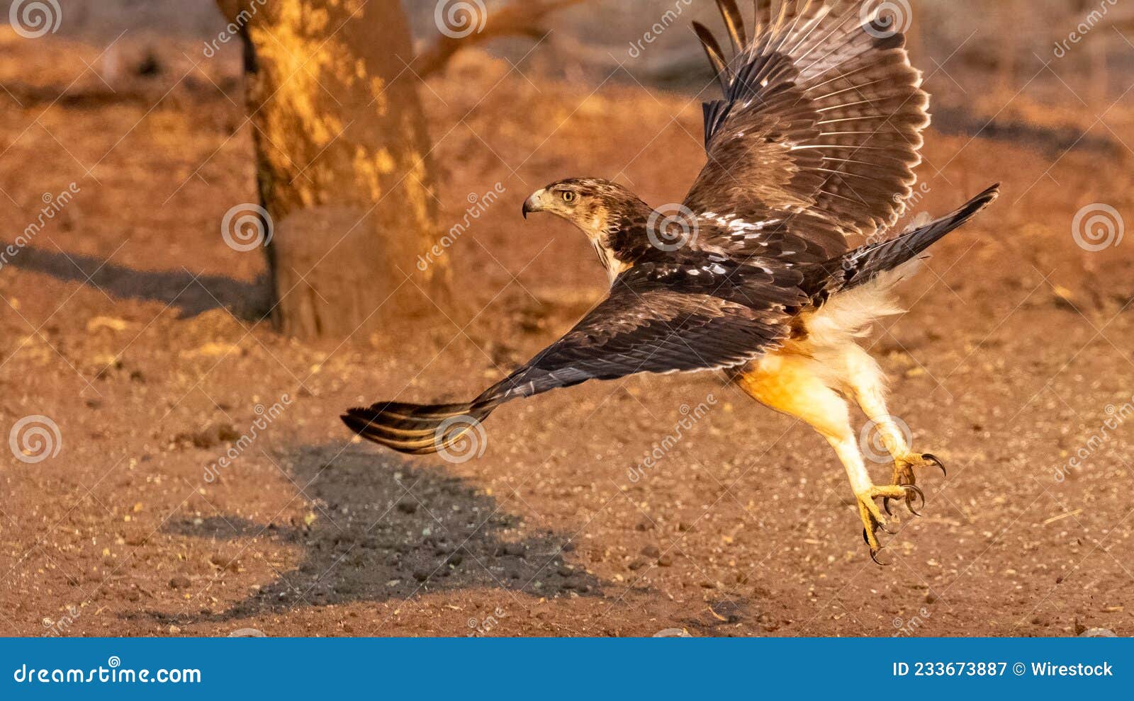 Falcon at a zoo at sunset stock image. Image of animal - 233673887
