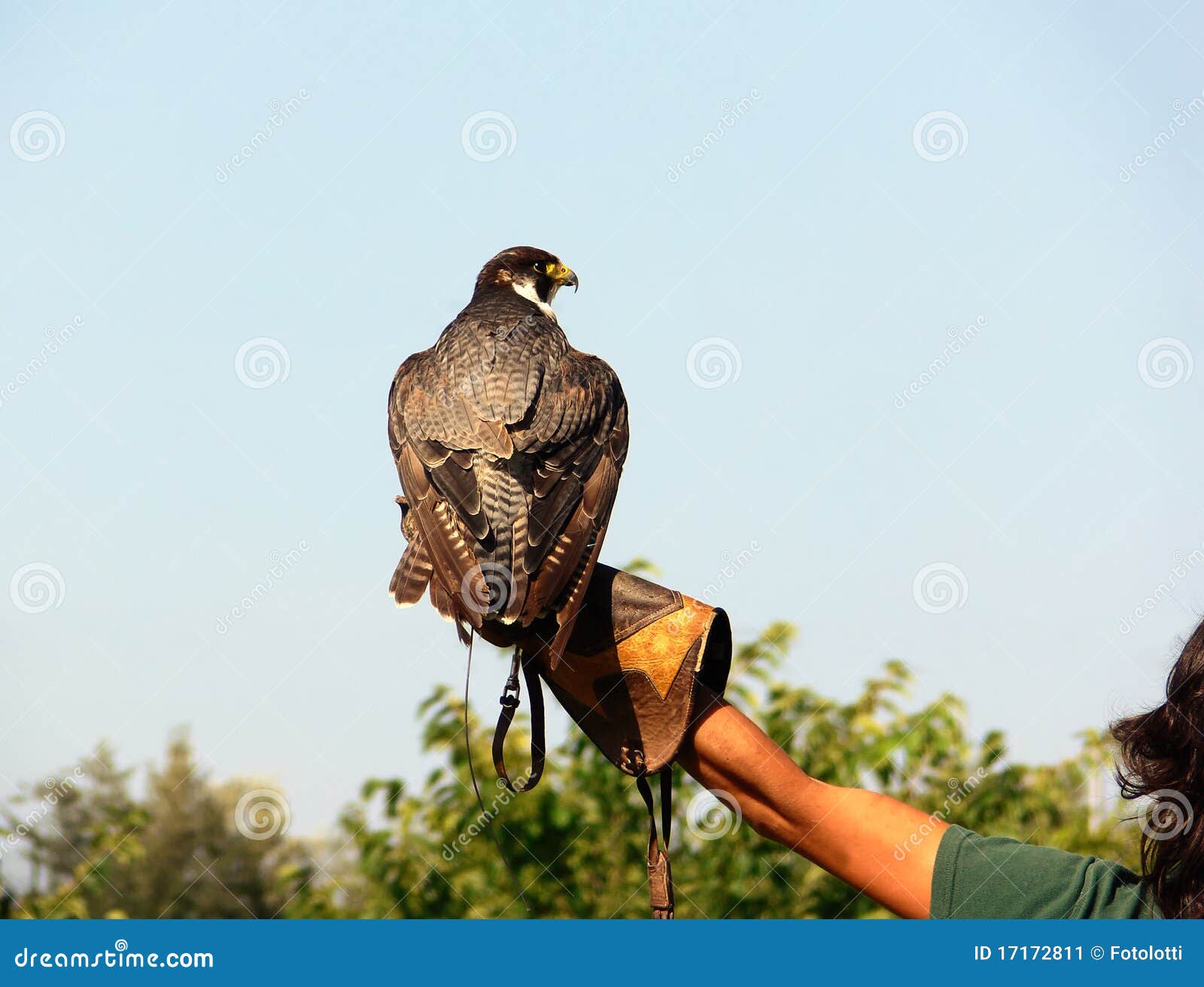 Falconer stock image. Image of nice, game, glove, cool - 17172811