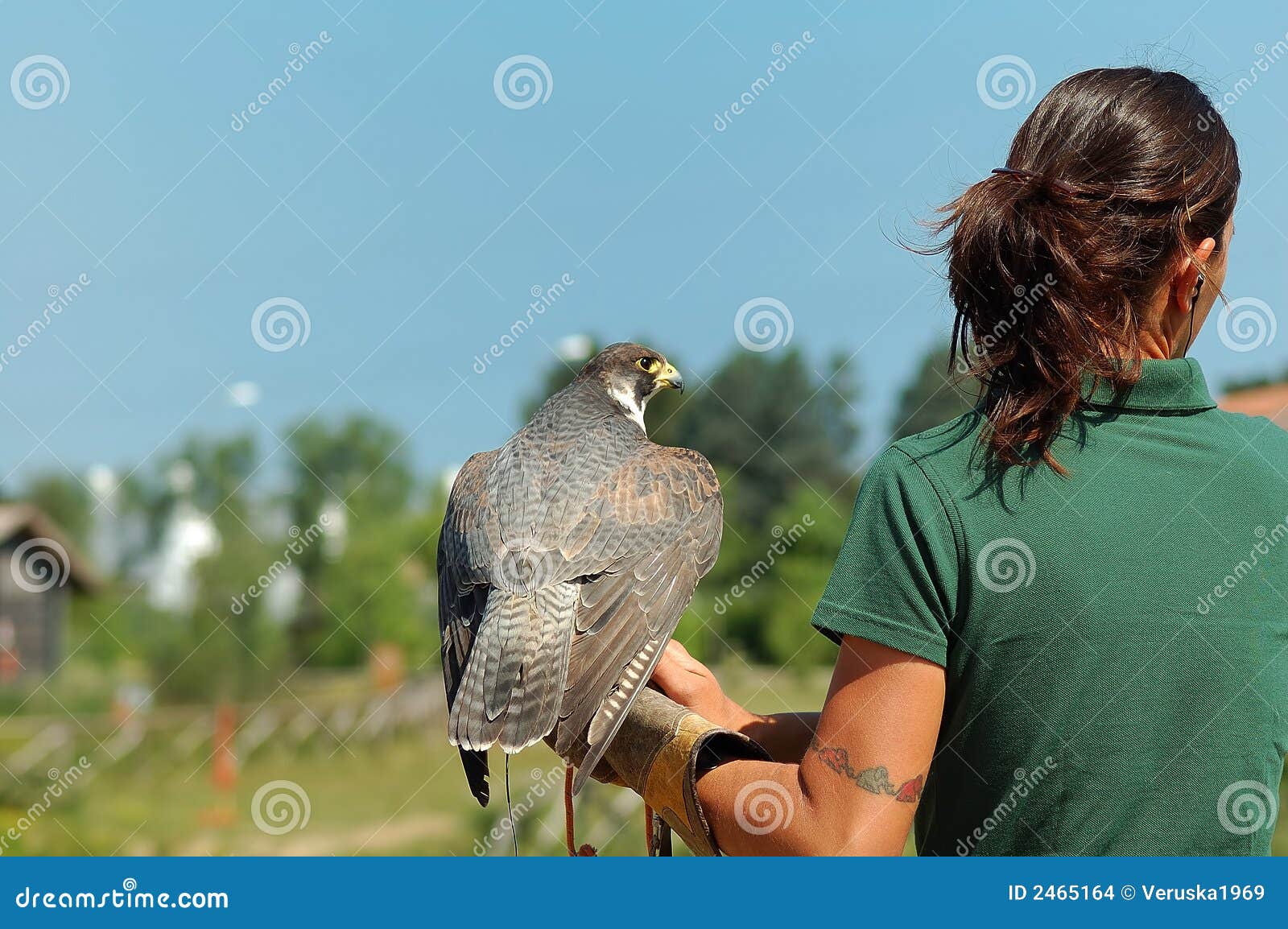 Falconer stock photo. Image of animal, captured, view - 2465164