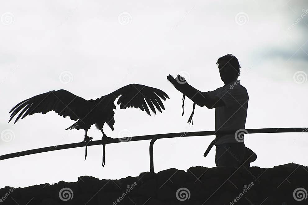 Falconer stock image. Image of eagle, falconry, bald, bird - 296669