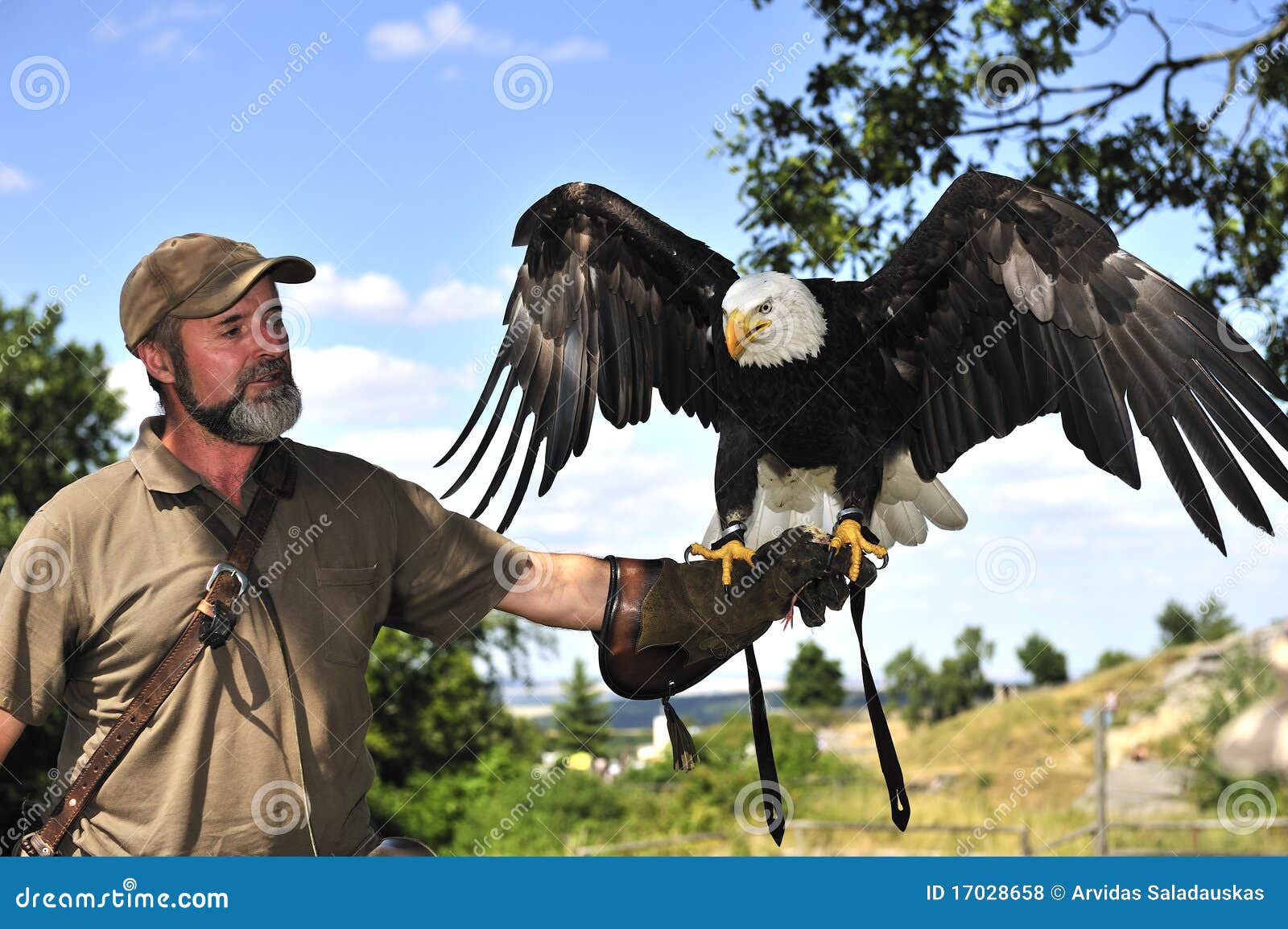 Falconer with Bald eagle stock photo. Image of animals - 17028658