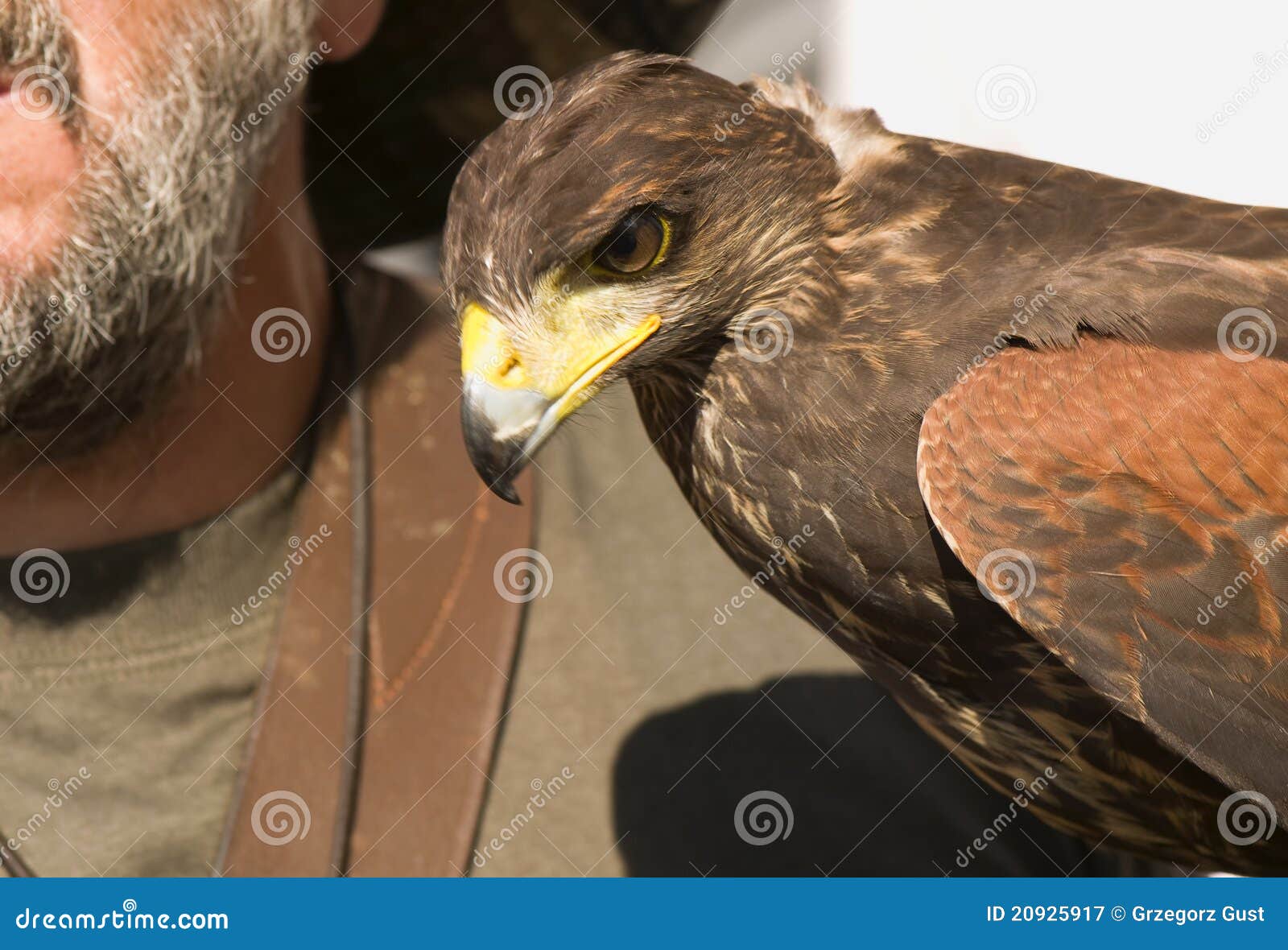 Falconer and buzzard stock image. Image of nature, buzzard - 20925917