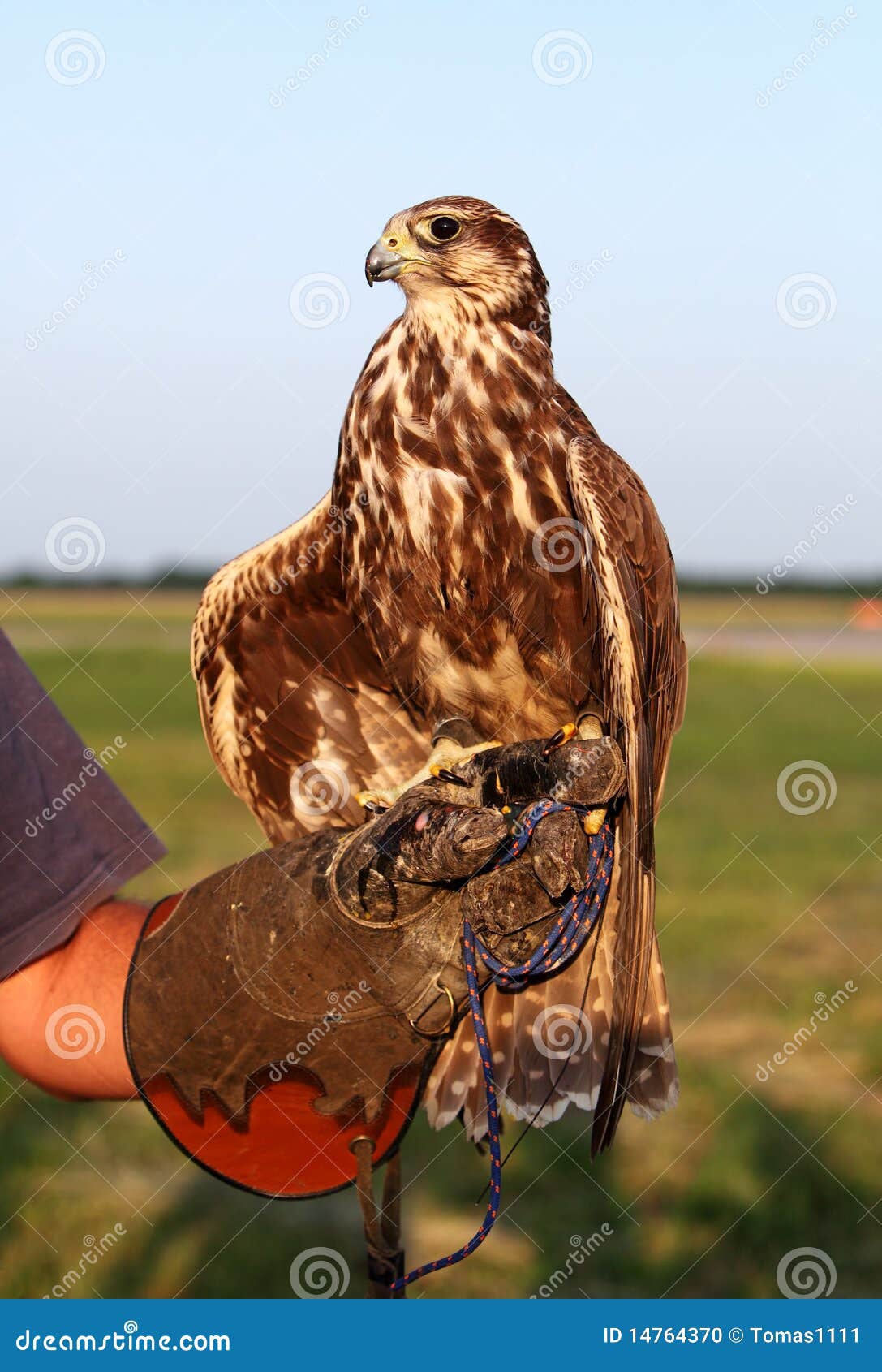 Falconer with Falcon stock photo. Image of hunt, aves - 14764370