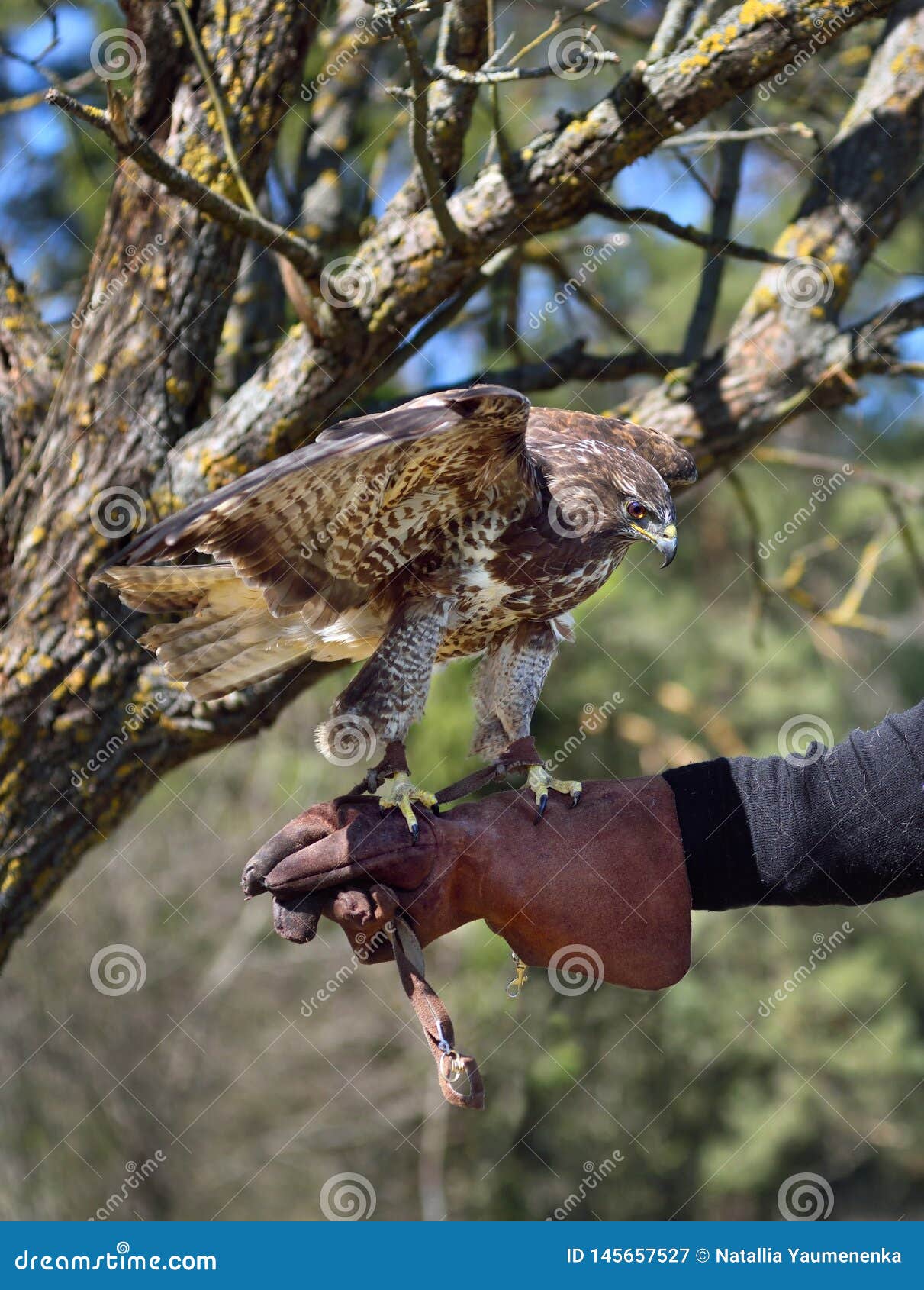 Falconer training a hawk stock image. Image of brown - 145657527