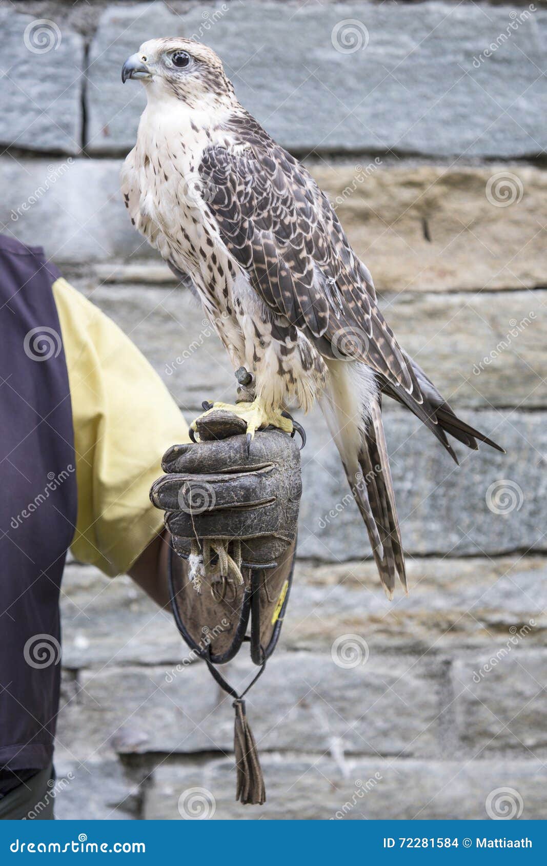 Falconiere Con Il Falco Del Saker Fotografia Stock - Immagine di mostra ...