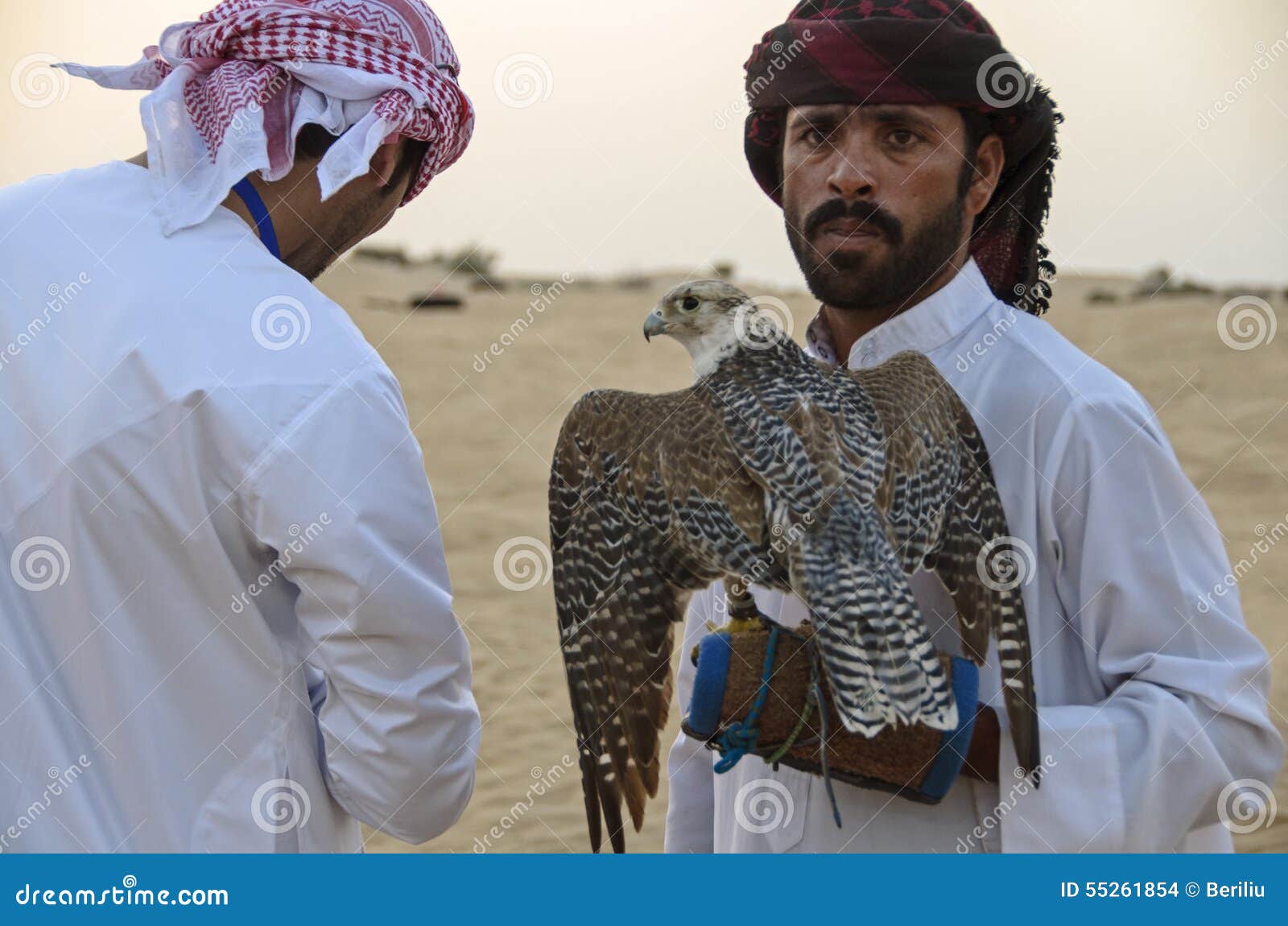 Falconry editorial stock image. Image of feather, hunting - 55261854