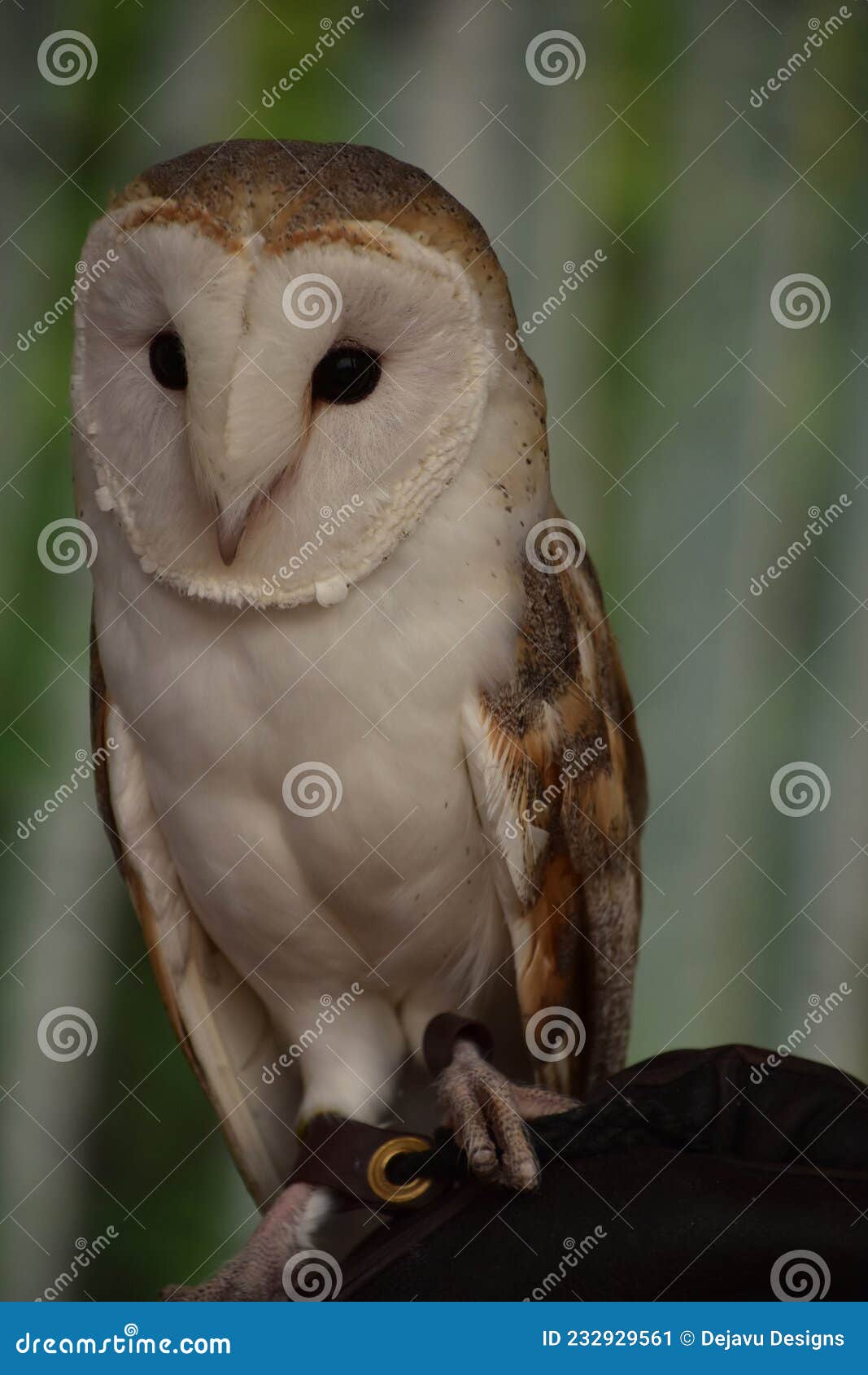 Falconry with a Barn Owl on a Perch Stock Image - Image of animal, wild ...