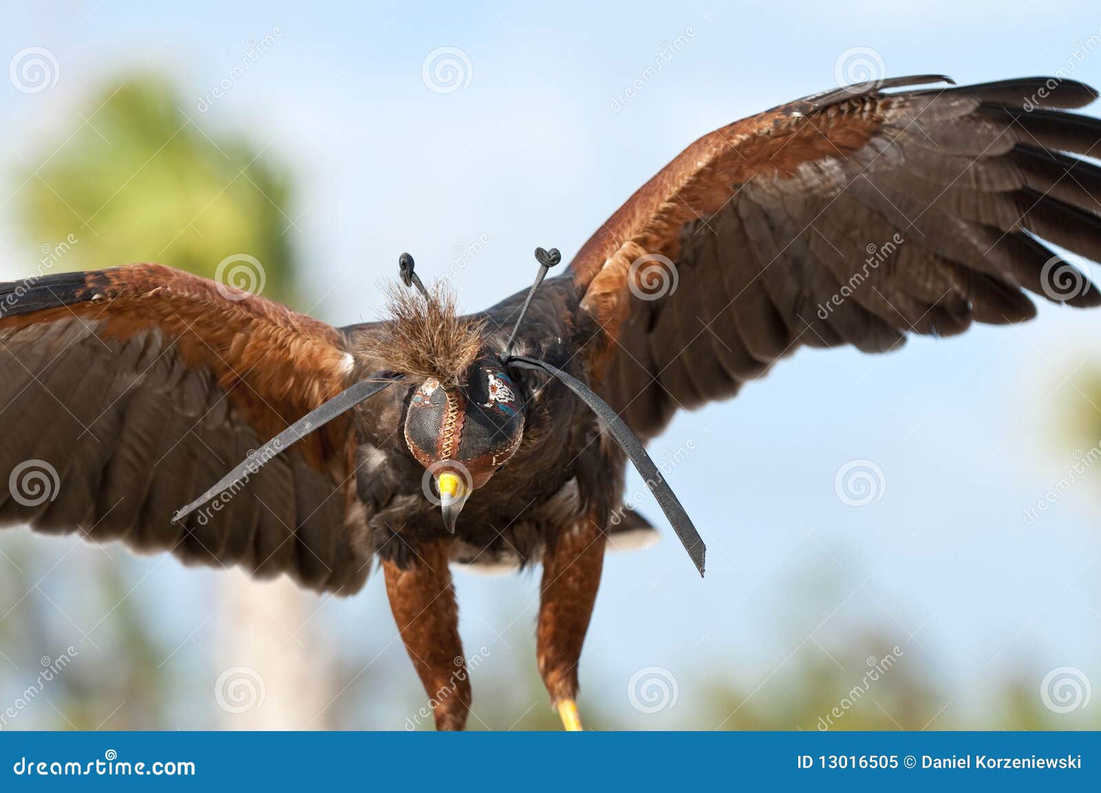 Falconry bird stock image. Image of avian, claw, head - 13016505
