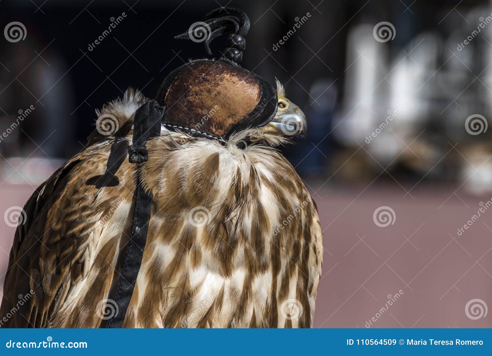 Raptor of Falconry with Closed Eyes Stock Image - Image of hunter, bill ...