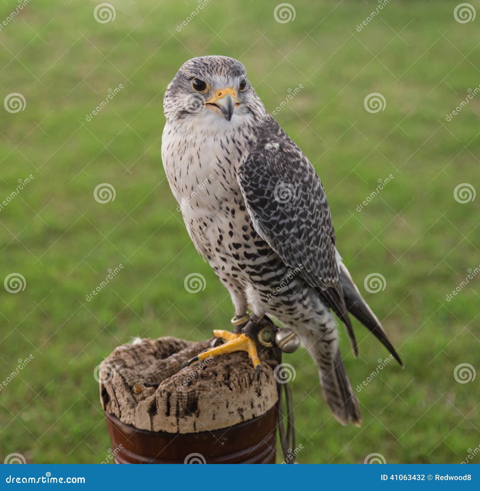 Falconry Bird of Prey stock photo. Image of bill, feathers - 41063432
