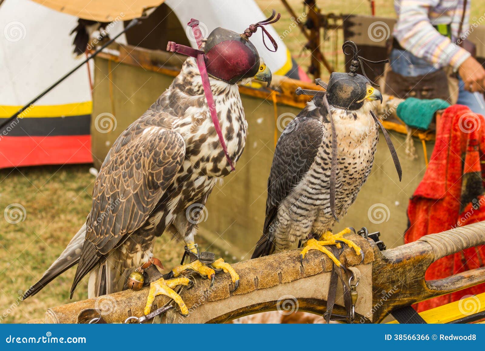 Falconry Birds of Prey stock photo. Image of accipiter - 38566366