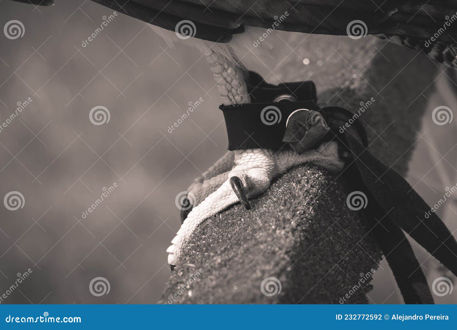 Falconry Black & White Hawk Claw Stock Photo - Image of claw, bird ...