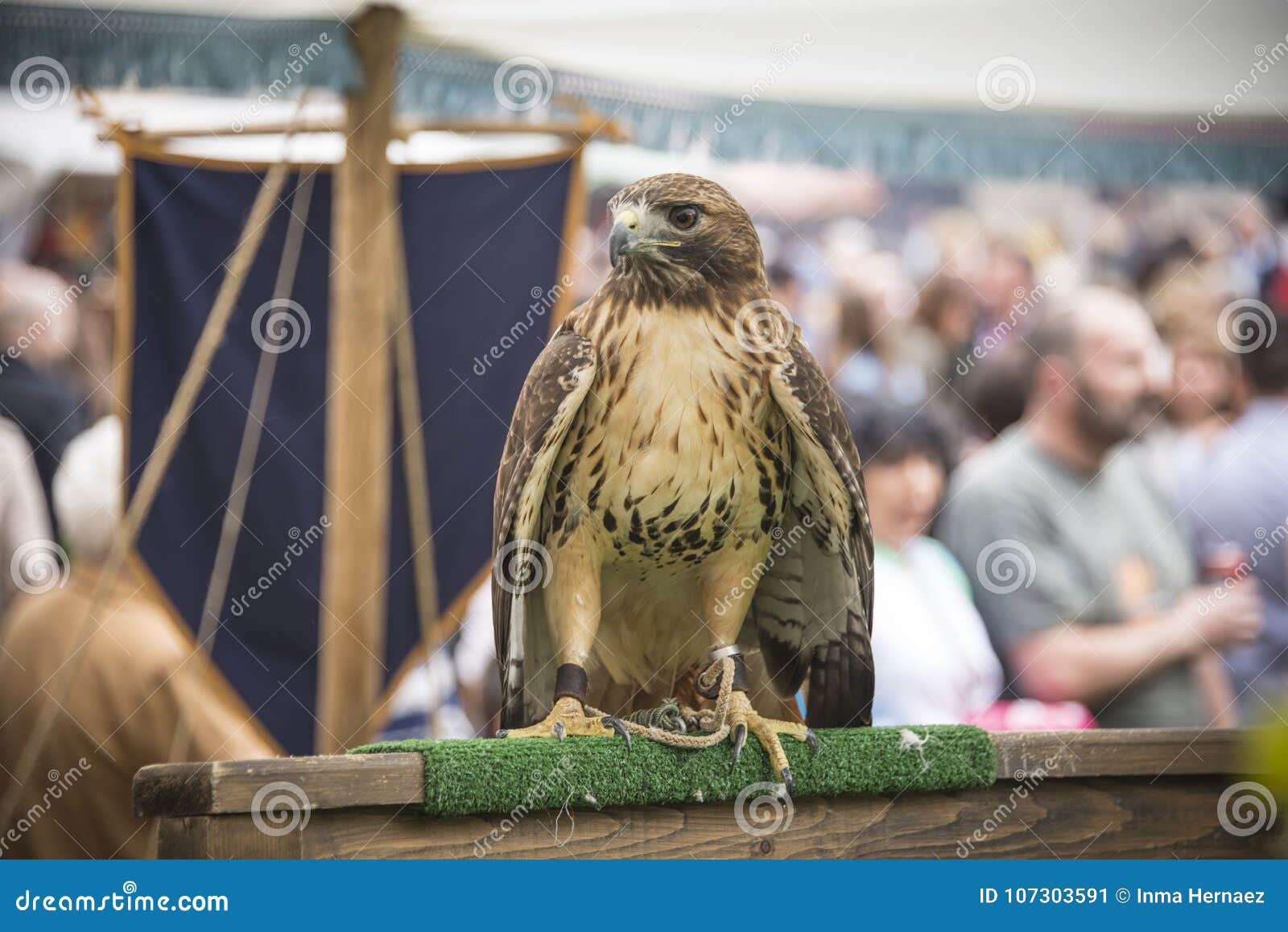 Falconry eagle on display stock image. Image of falconry - 107303591