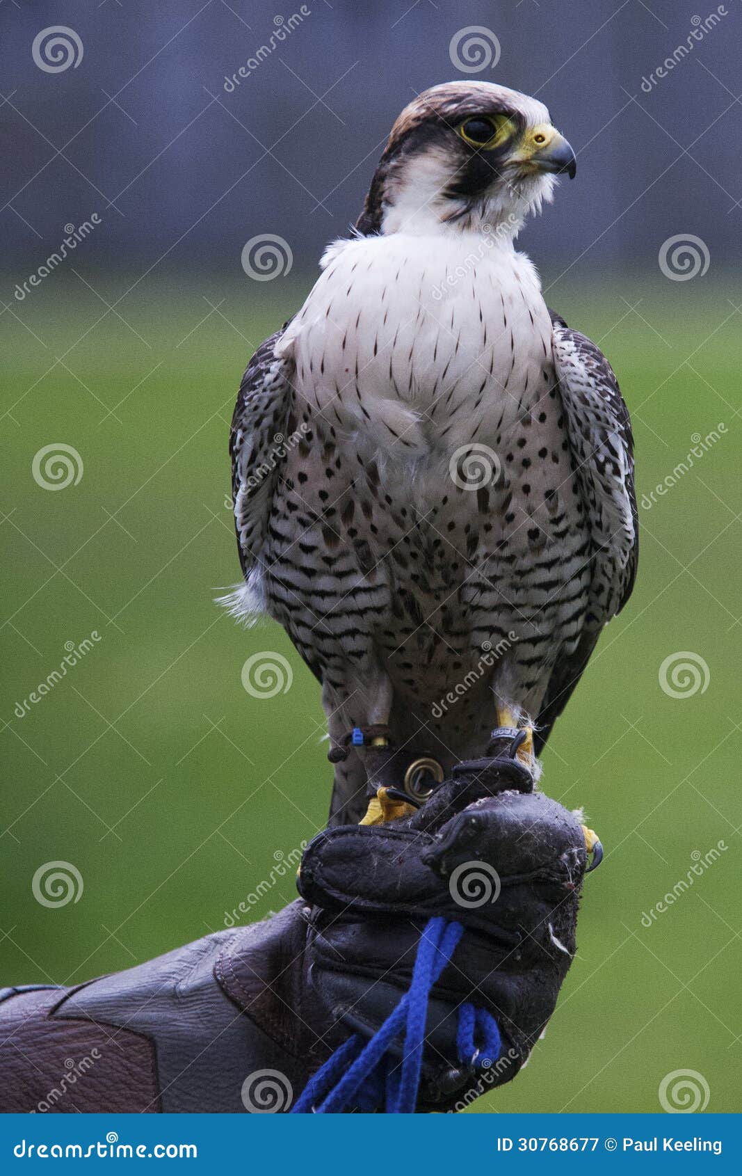 Falconry stock image. Image of training, feathers, prey - 30768677
