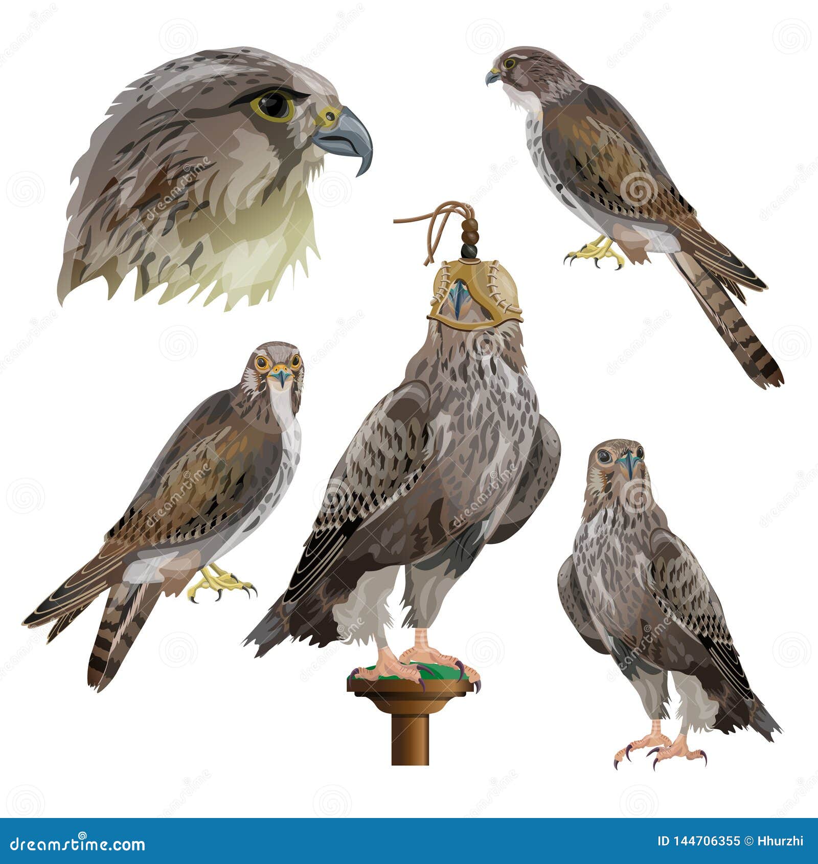 Falcon Hood, Vector Illustration Isolated On White, Flat Cartoon Style ...