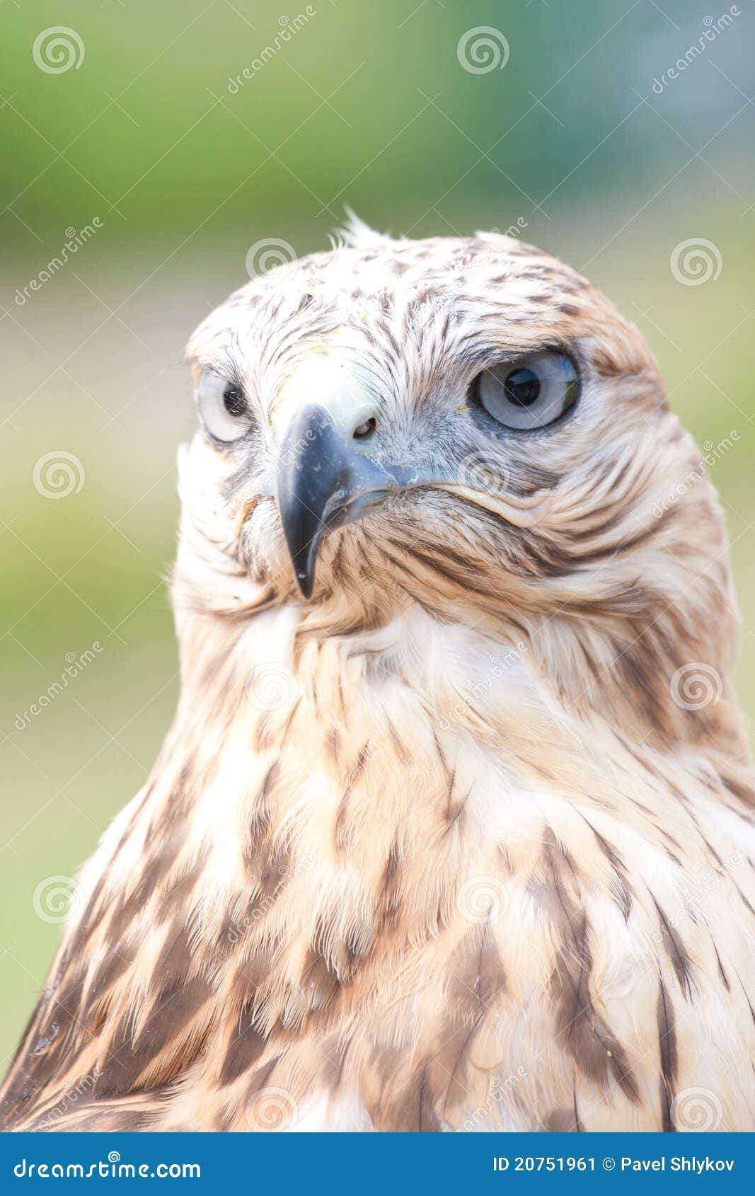 Falcons face stock image. Image of predator, outdoor - 20751961