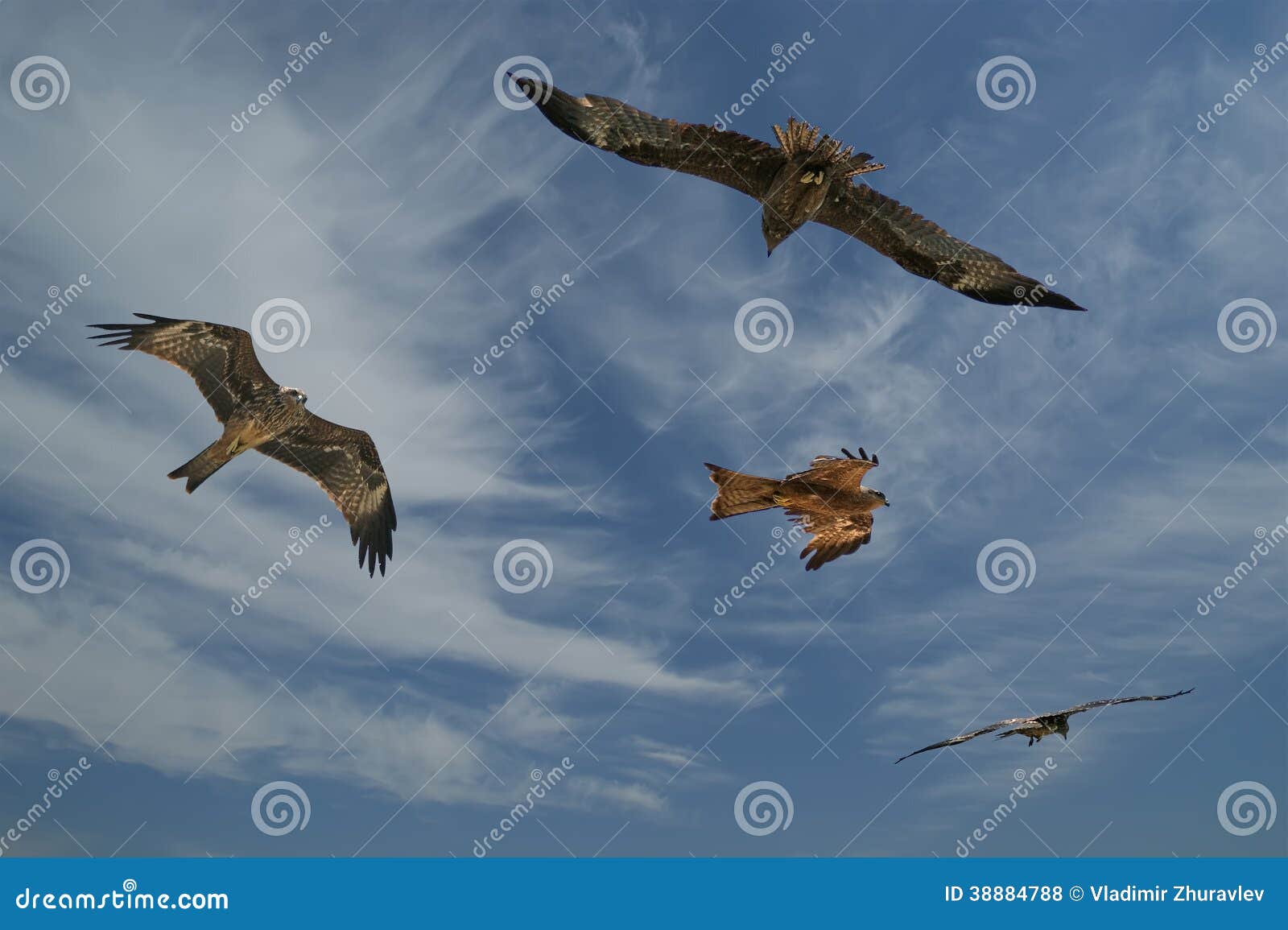 Falcons Fly Against the Blue Sky Stock Photo - Image of soar, falcon ...