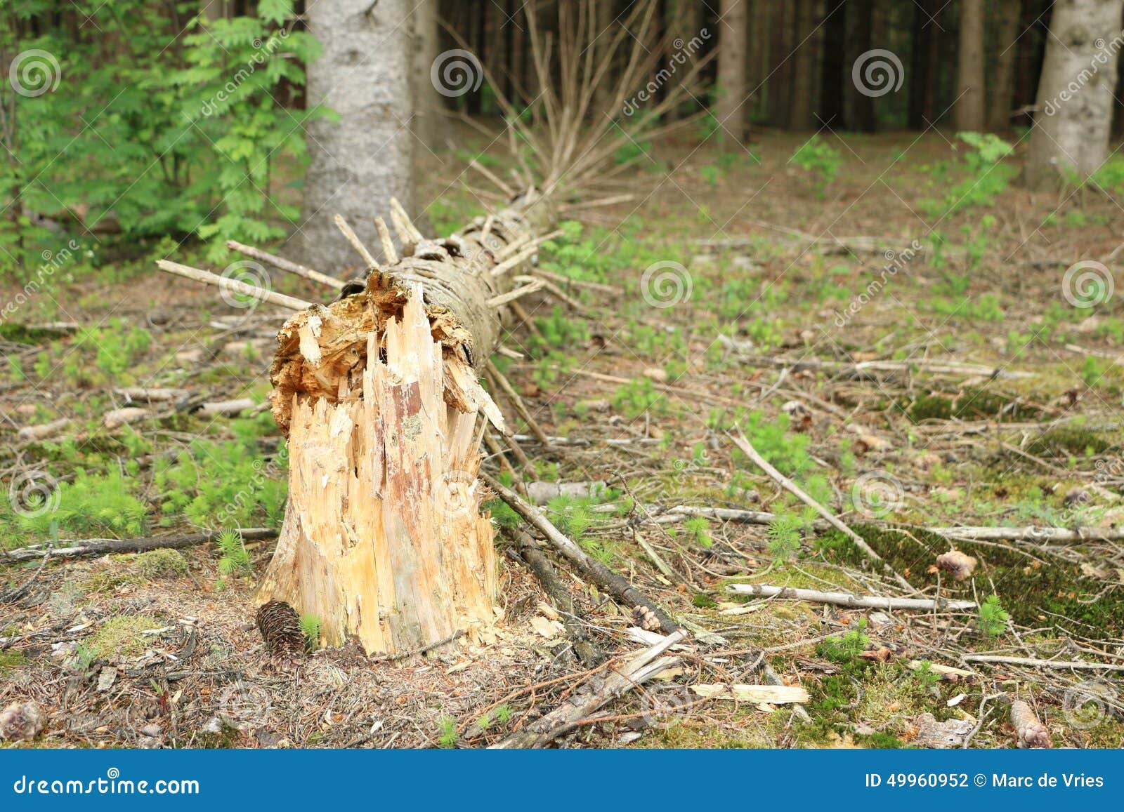 Falen tree stock photo. Image of green, tree, falen, wood - 49960952