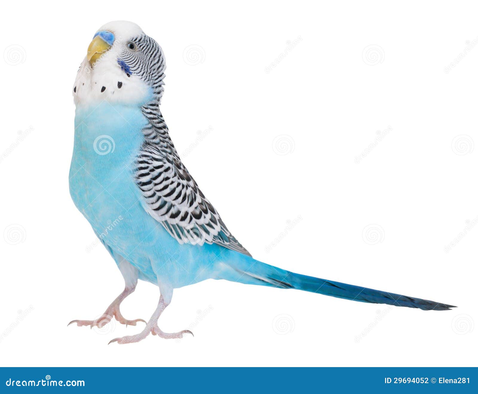 Falista papuga zdjęcie stock. Obraz złożonej z ptak, belfer - 29694052
