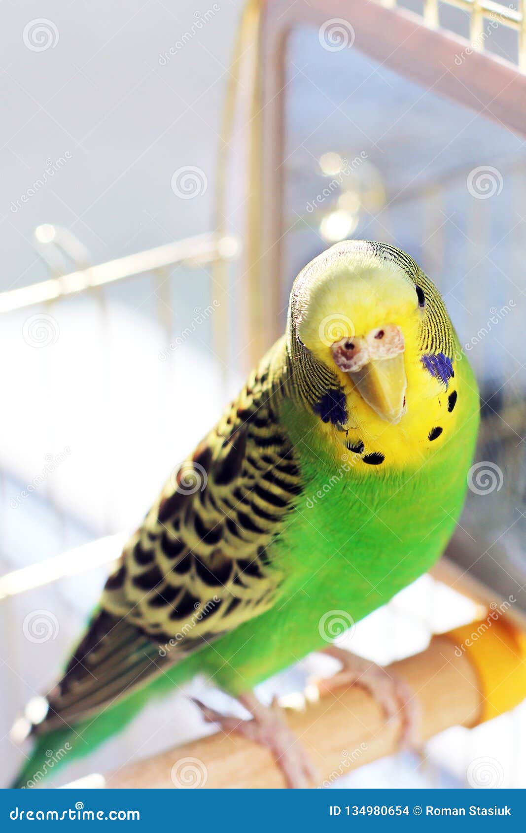 Falista papuga w klatce zdjęcie stock. Obraz złożonej z dziki - 134980654