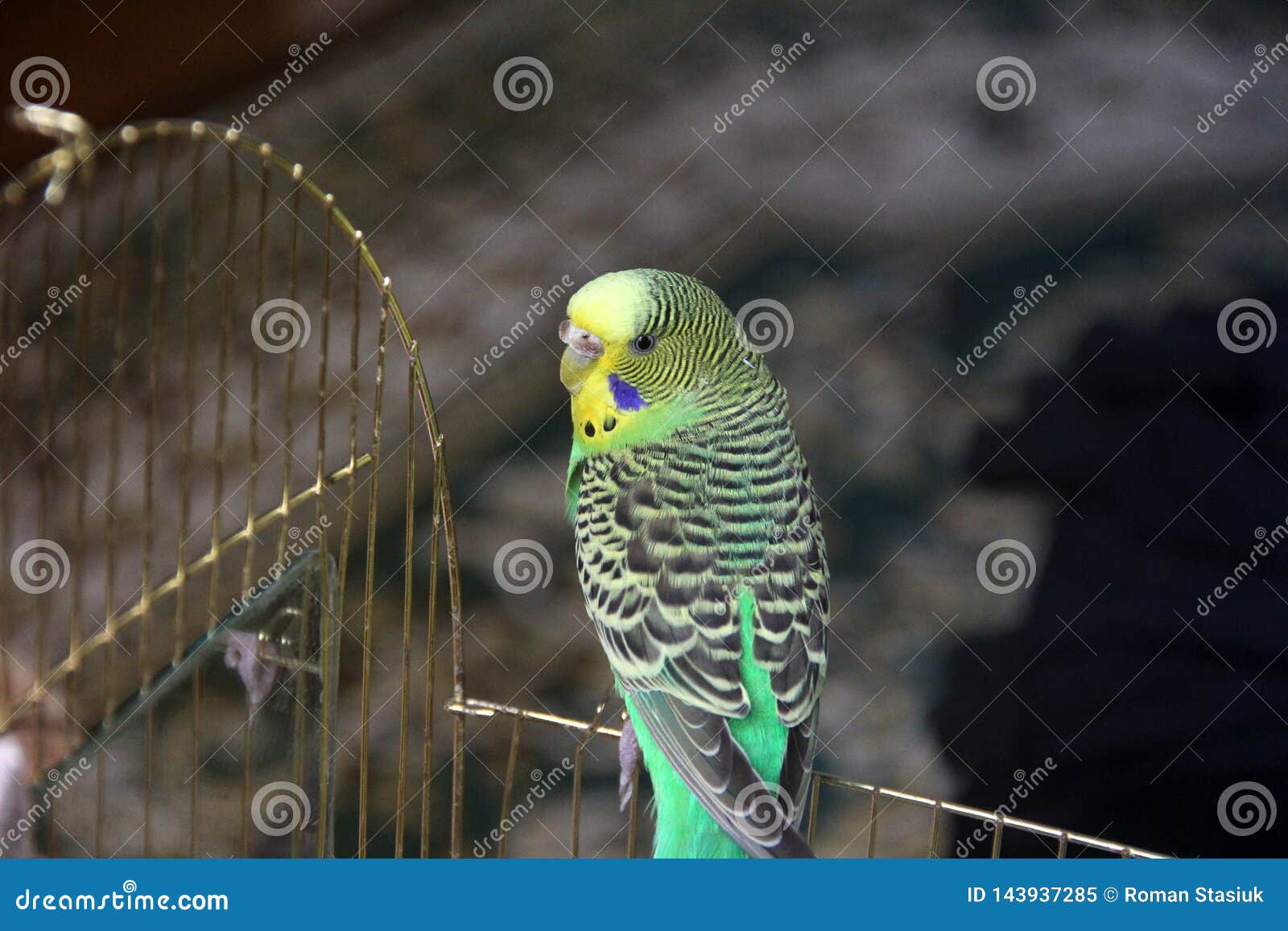Falista papuga w klatce obraz stock. Obraz złożonej z egzot - 143937285