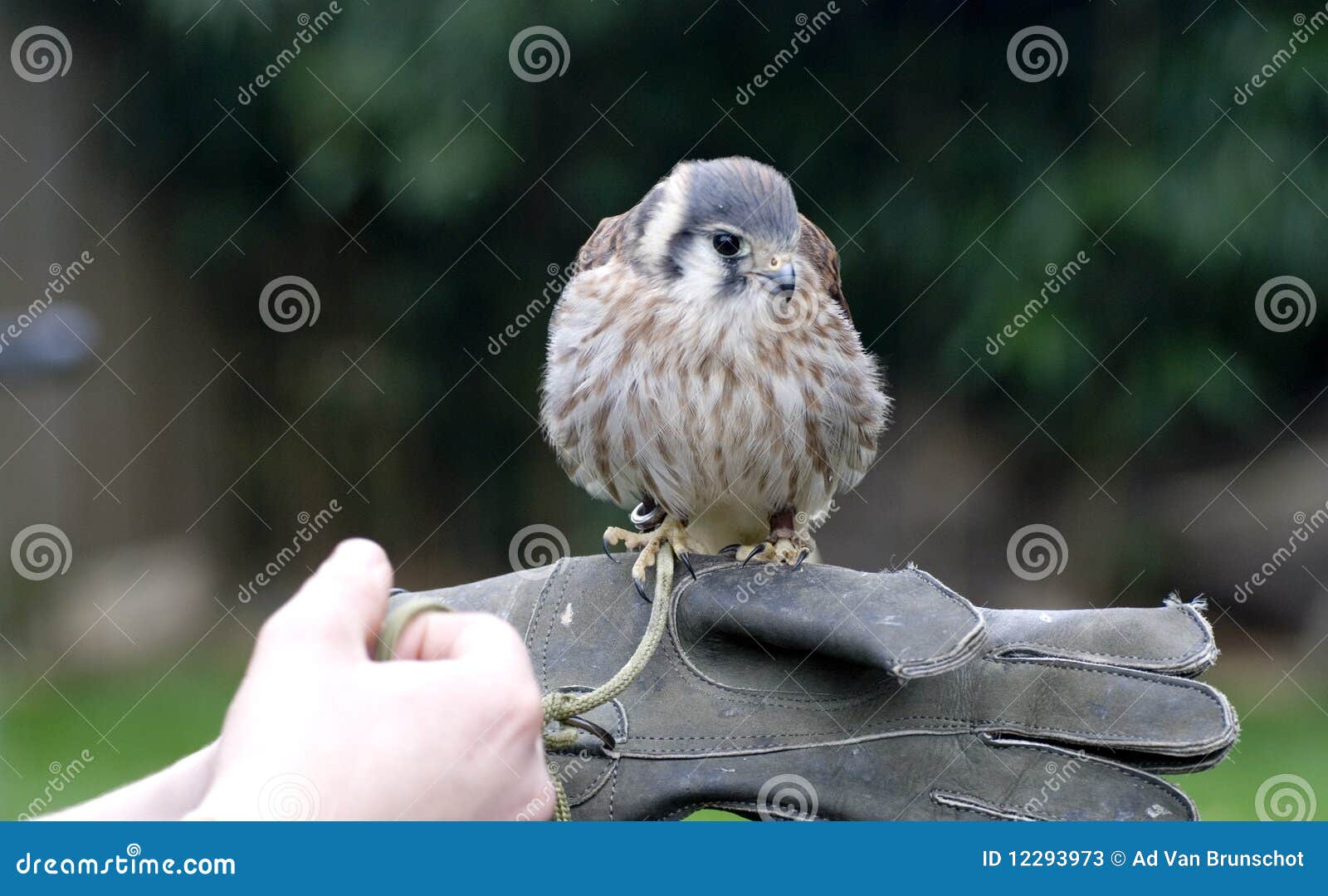 Falk fotografering för bildbyråer. Bild av detalj, fjäder - 12293973