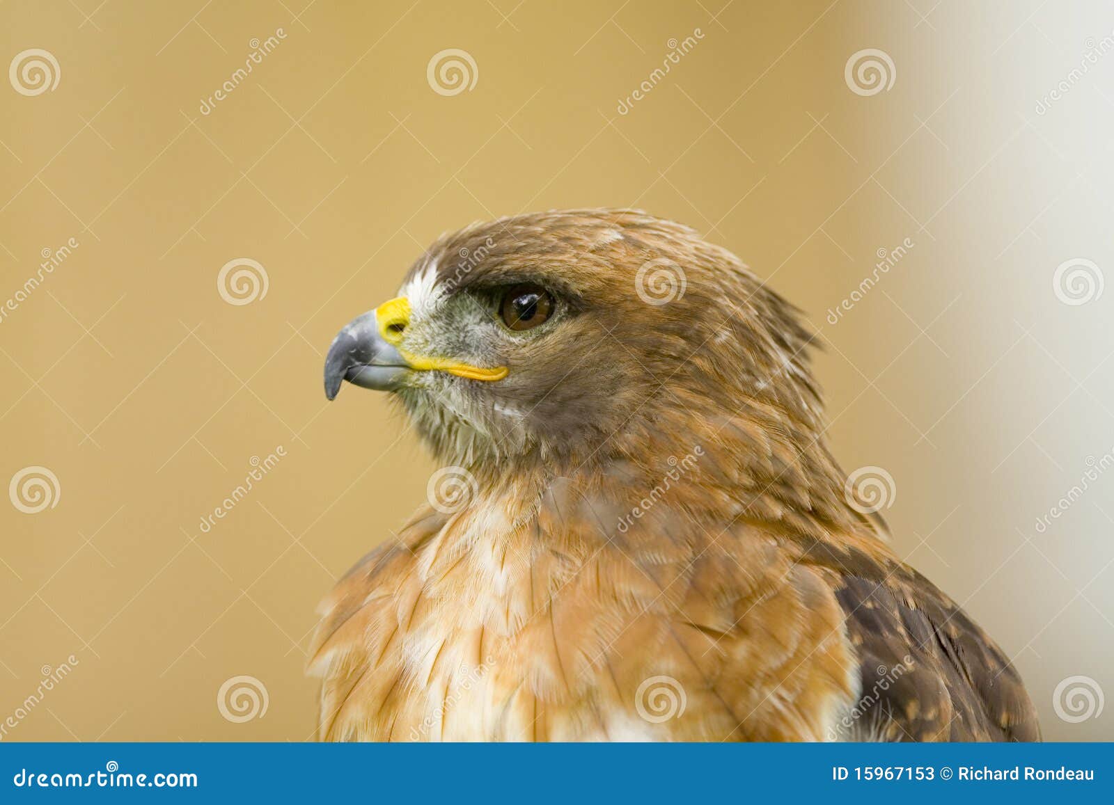 Falk fotografering för bildbyråer. Bild av flyg, fluga - 15967153