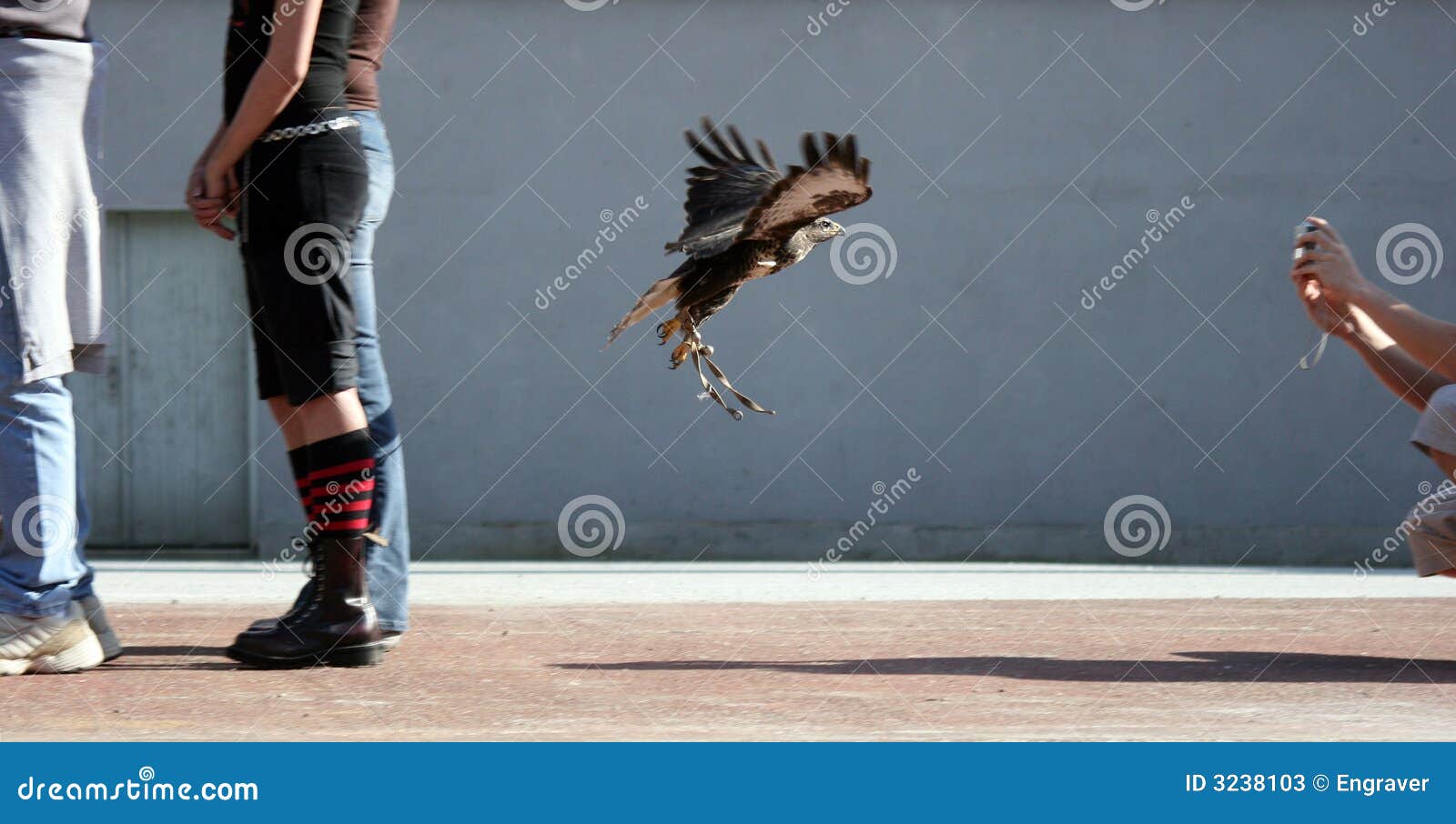Falk 3 fotografering för bildbyråer. Bild av fluga, anfaller - 3238103