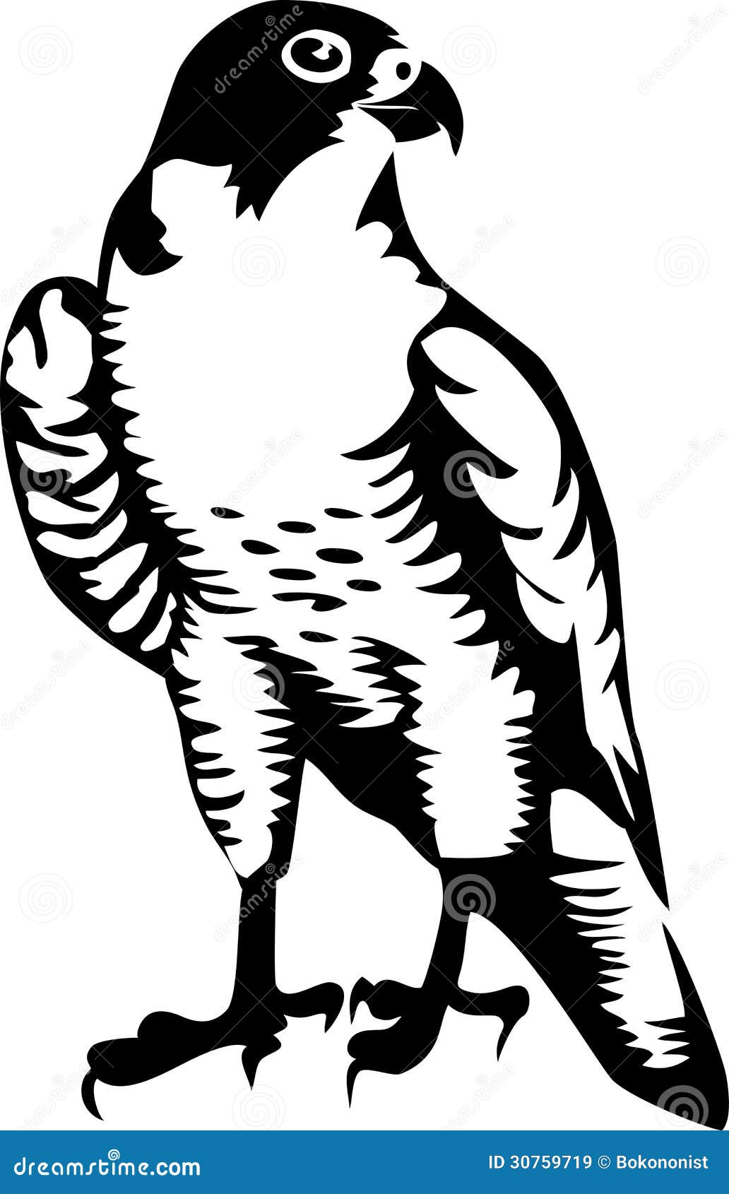 Falk vektor illustrationer. Illustration av fjäder, peregrin - 30759719