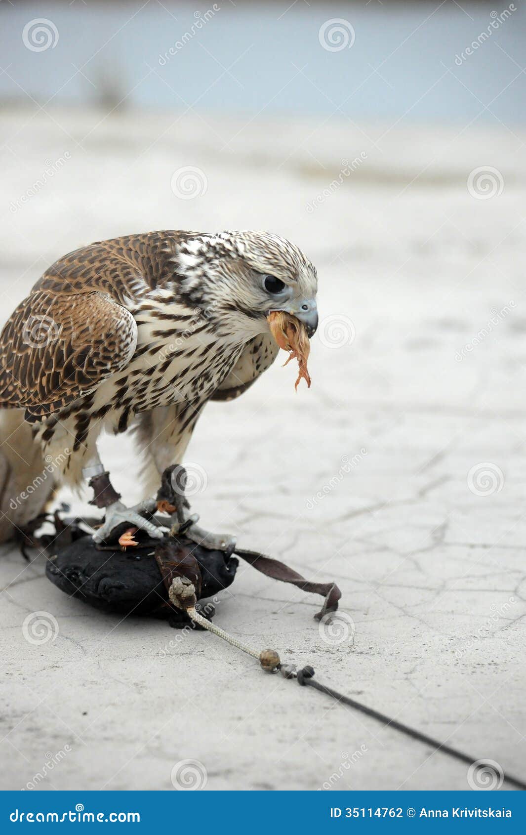 Falk arkivfoto. Bild av rovdjur, jordluckrare, afrika - 35114762