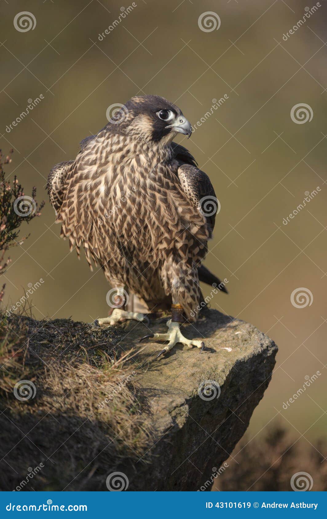 Falk fotografering för bildbyråer. Bild av peregrin, rovdrift - 43101619