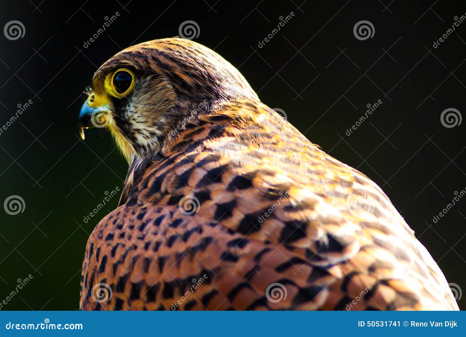 Falk fotografering för bildbyråer. Bild av rovdjur, falk - 50531741