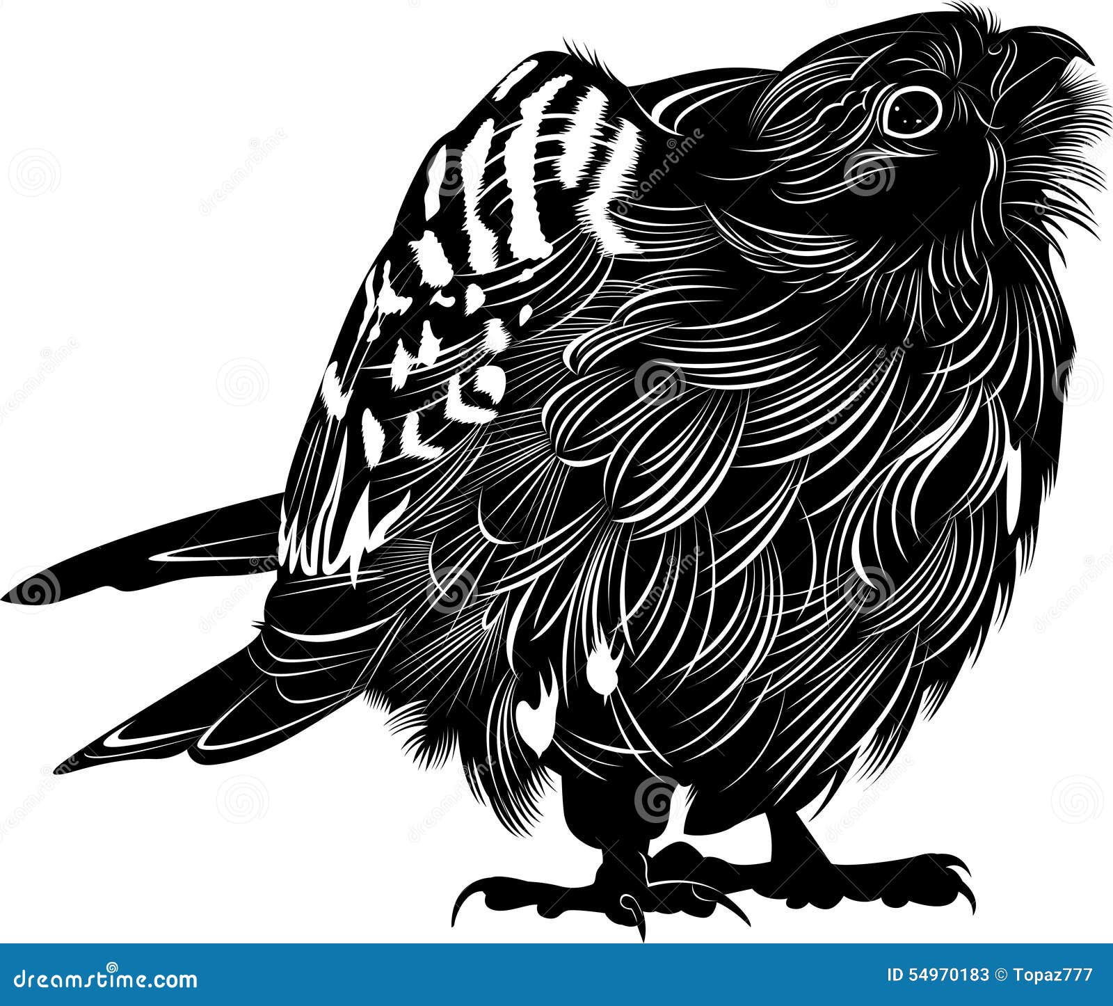 Falk vektor illustrationer. Illustration av diagram, fjäder - 54970183