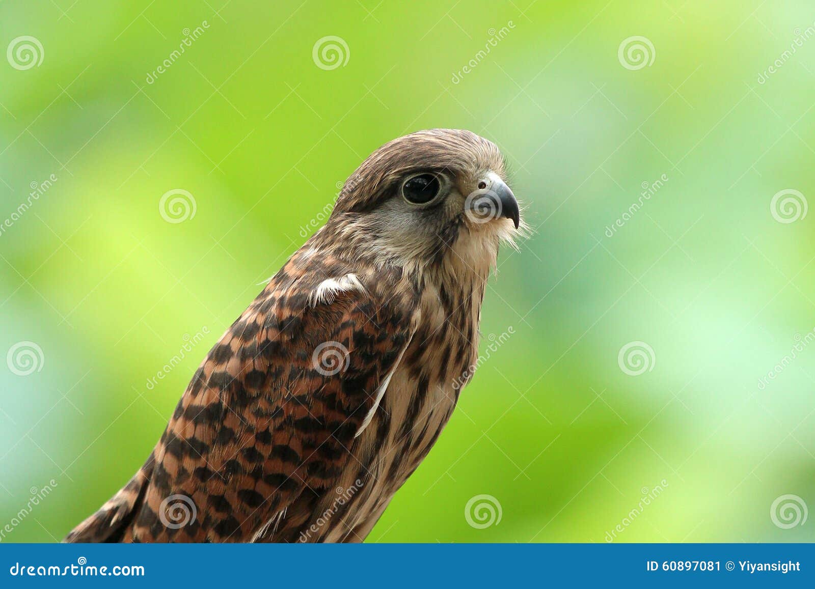 Falk fotografering för bildbyråer. Bild av medf8ort, brigham - 60897081