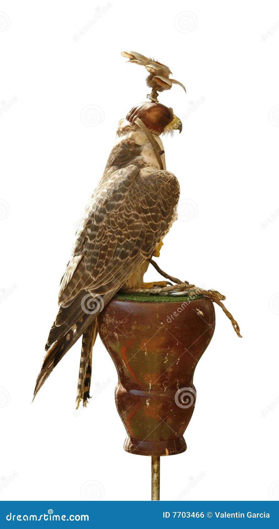 Falk arkivfoto. Bild av utomhus, falsk, peregrin, jakt - 7703466