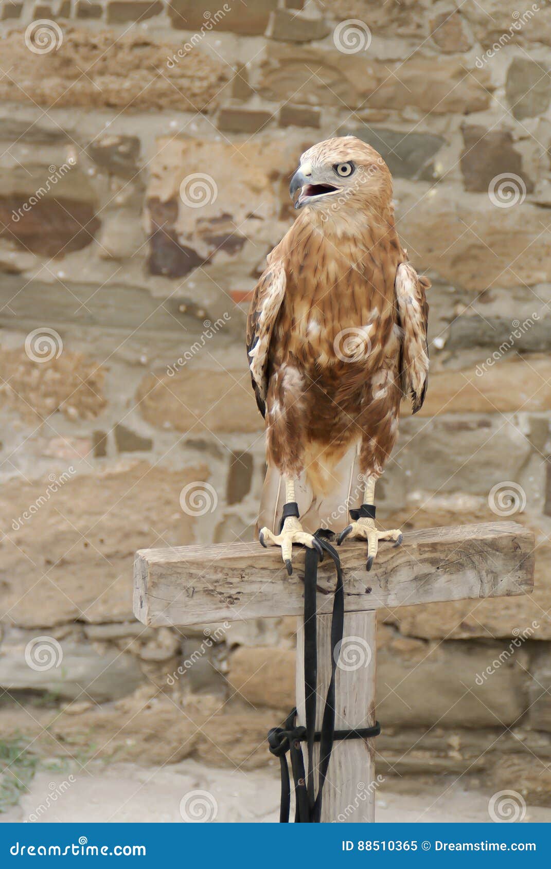 Falk fotografering för bildbyråer. Bild av fästning, stad - 88510365