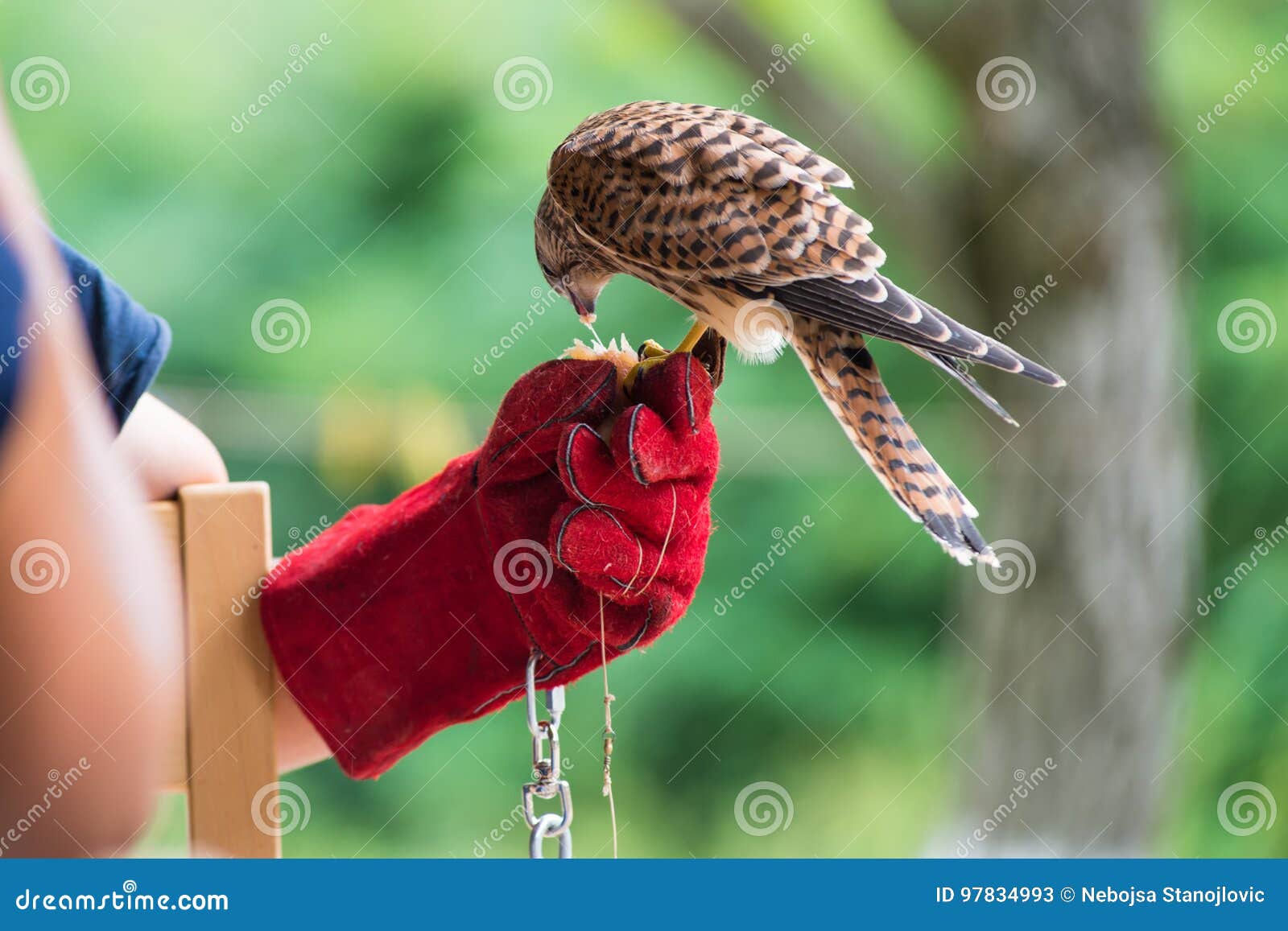 Falk fotografering för bildbyråer. Bild av jordluckrare - 97834993