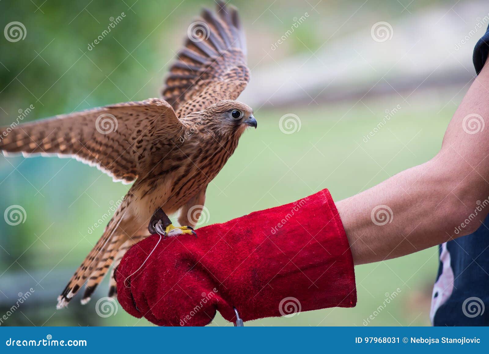 Falk fotografering för bildbyråer. Bild av horisontal - 97968031