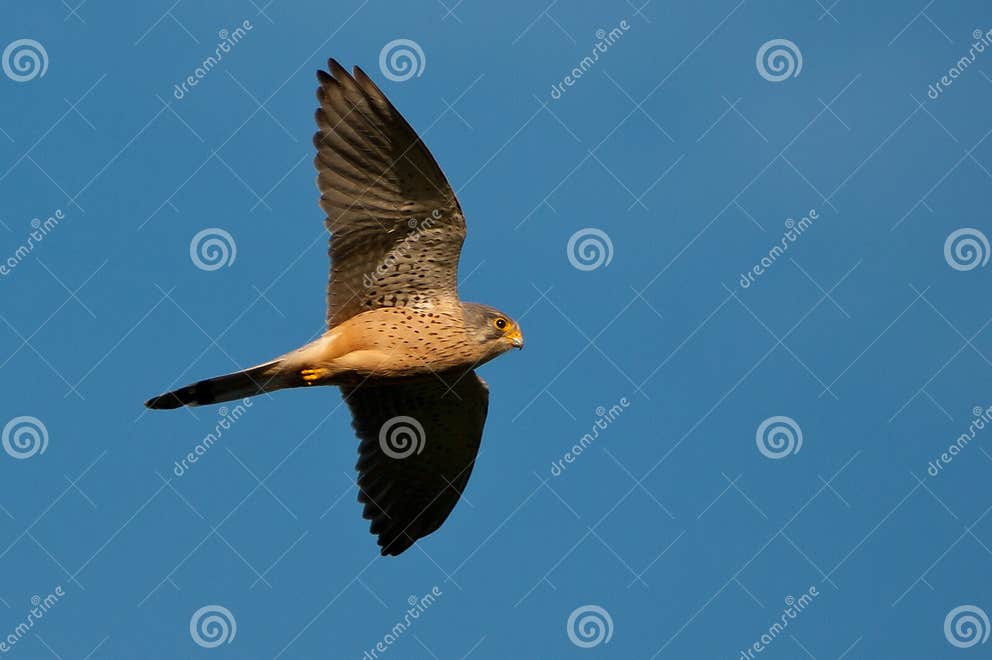 Falk i flyg arkivfoto. Bild av djurliv, falk, natur, peregrin - 71124174