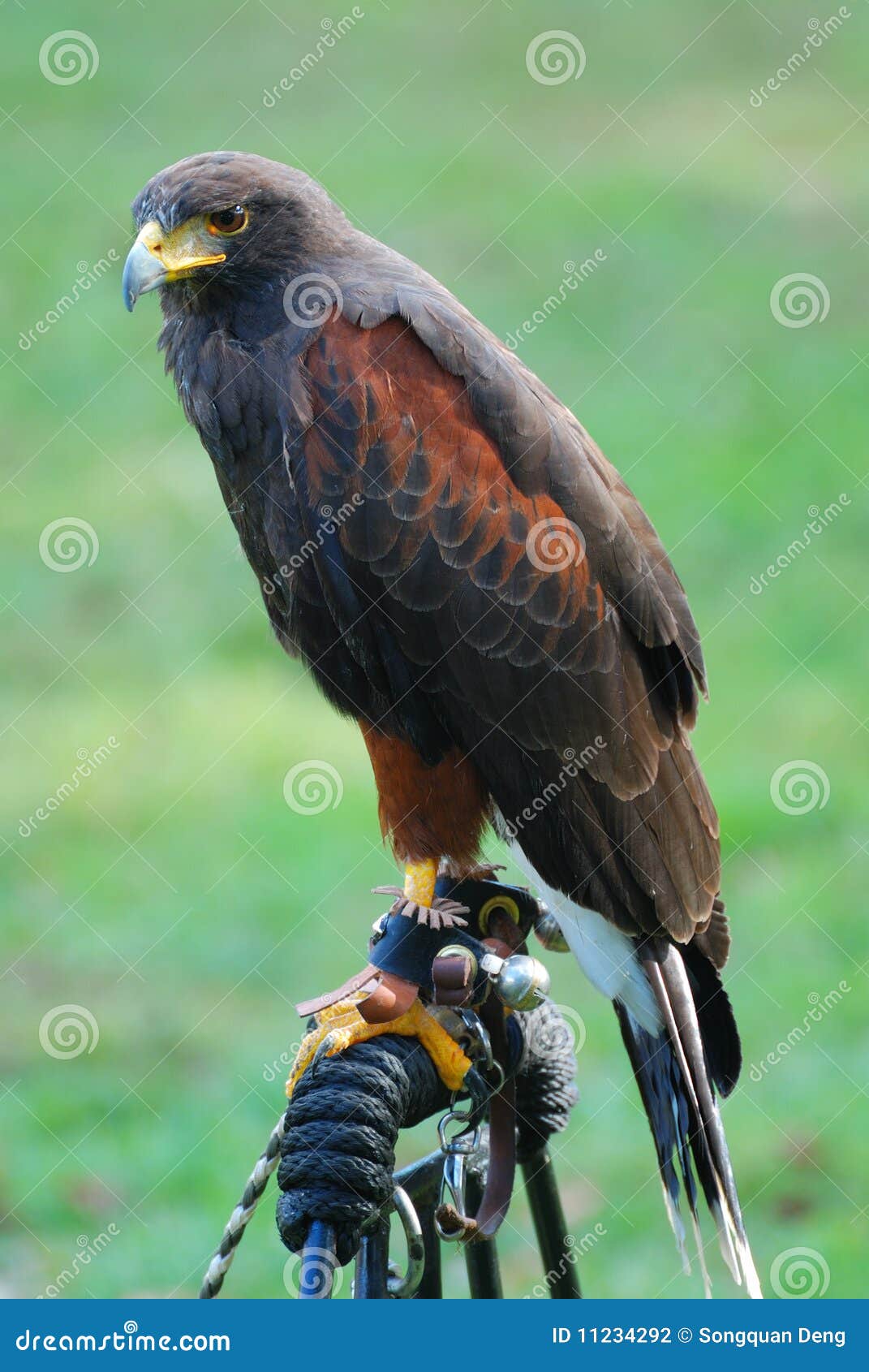 Falke stockfoto. Bild von vogel, jagd, park, feder, falke - 11234292