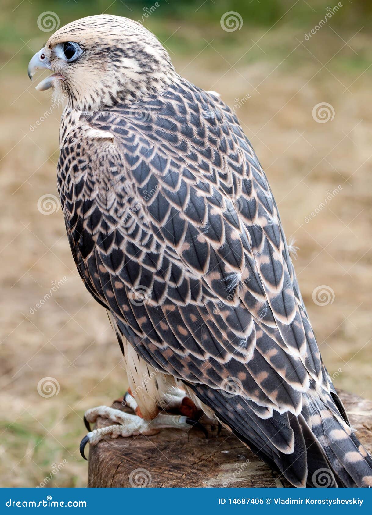 Falke stockfoto. Bild von raubvogel, schnabel, federn - 14687406