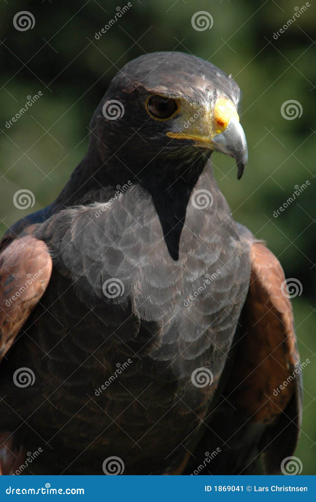 Falke stockbild. Bild von kopf, braun, jäger, amerikanisch - 1869041