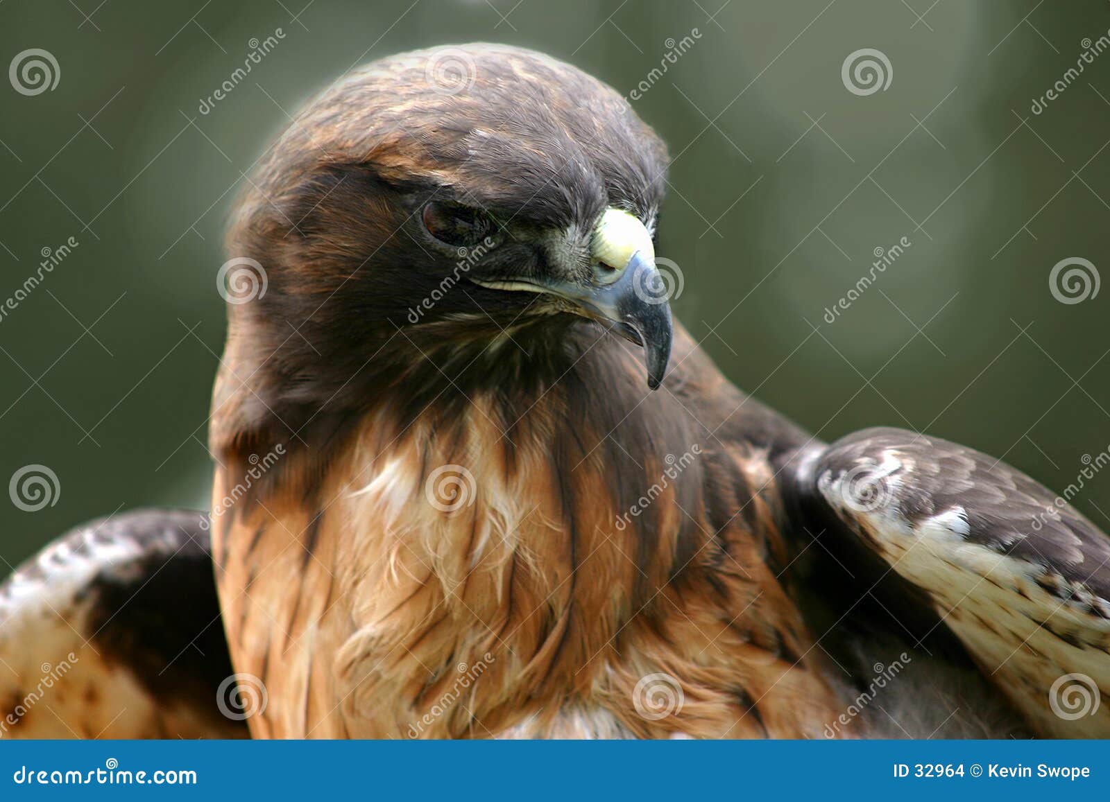 Falke -2 stockfoto. Bild von heck, vogel, wild, wildnis - 32964