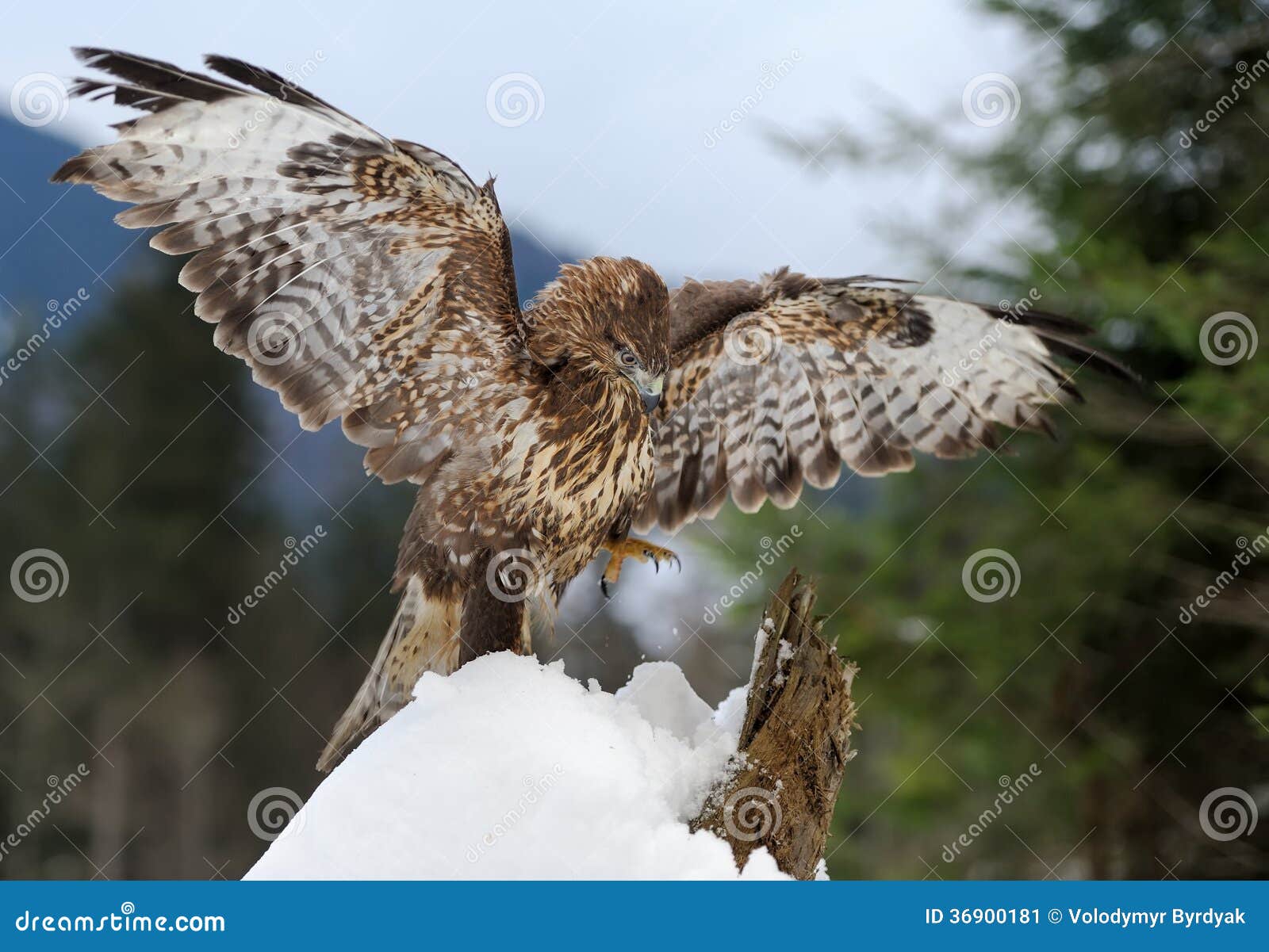 Falke stockbild. Bild von bussard, fliege, adler, vogel - 36900181
