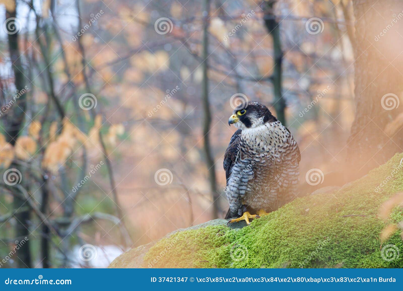 Falke stockbild. Bild von bäume, beten, greifer, vogel - 37421347
